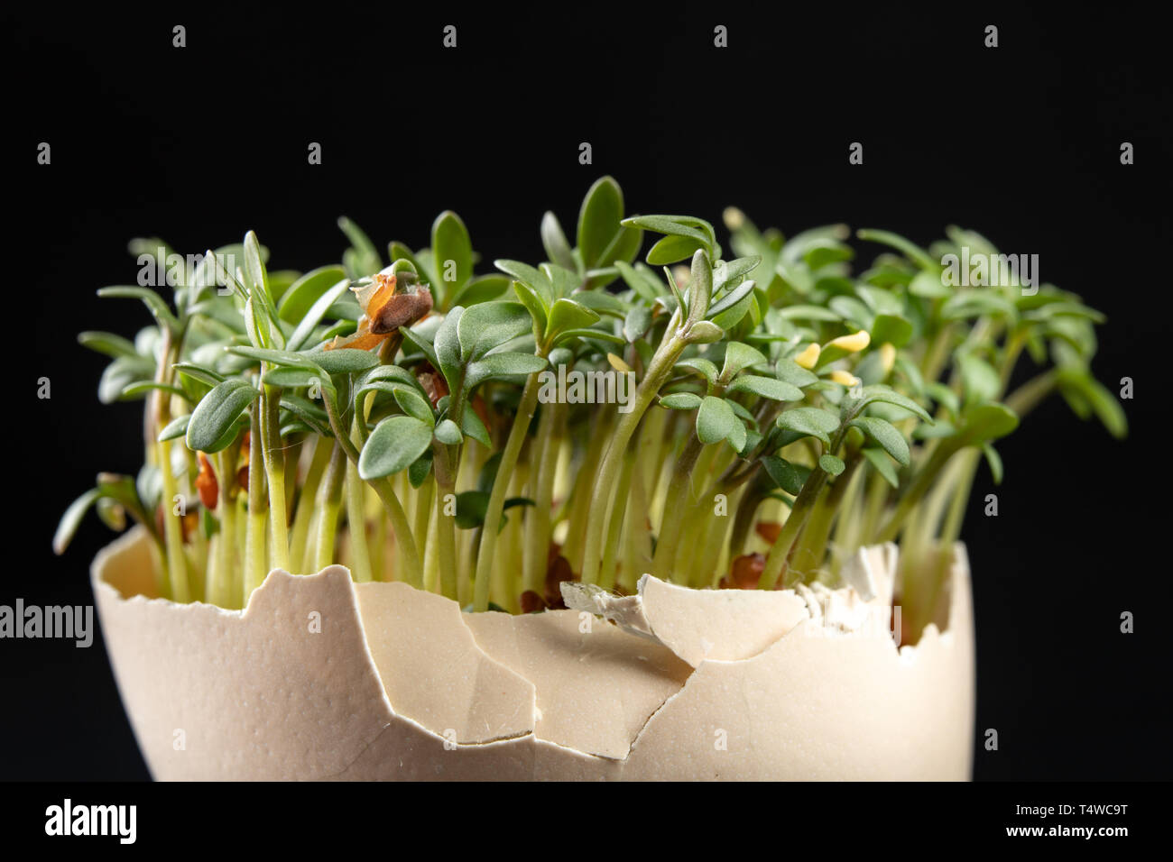 Cress in a shell from an egg. Fresh sprouts for a festive Easter table ...