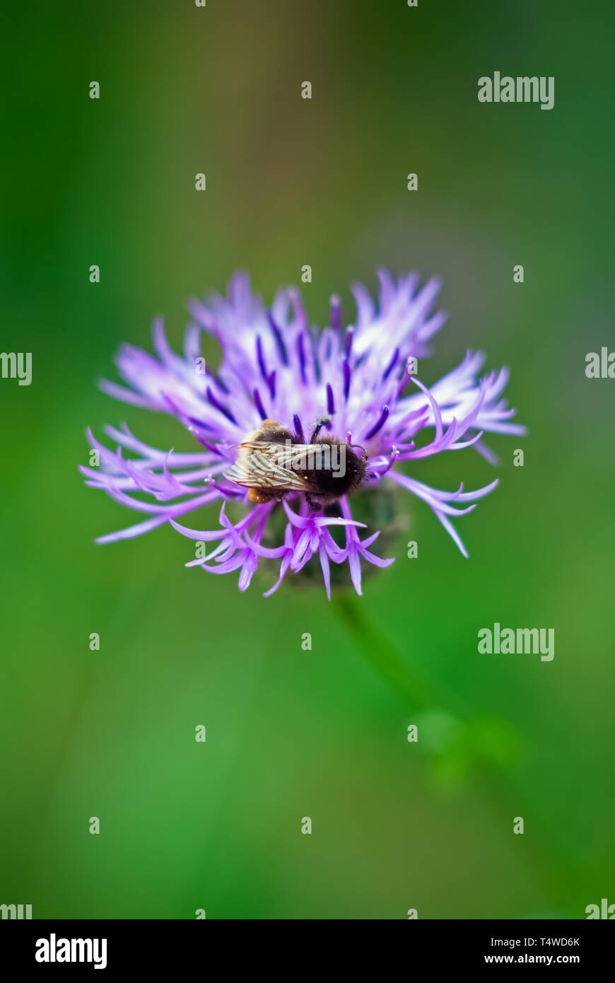Flowers from Austria Stock Photo - Alamy