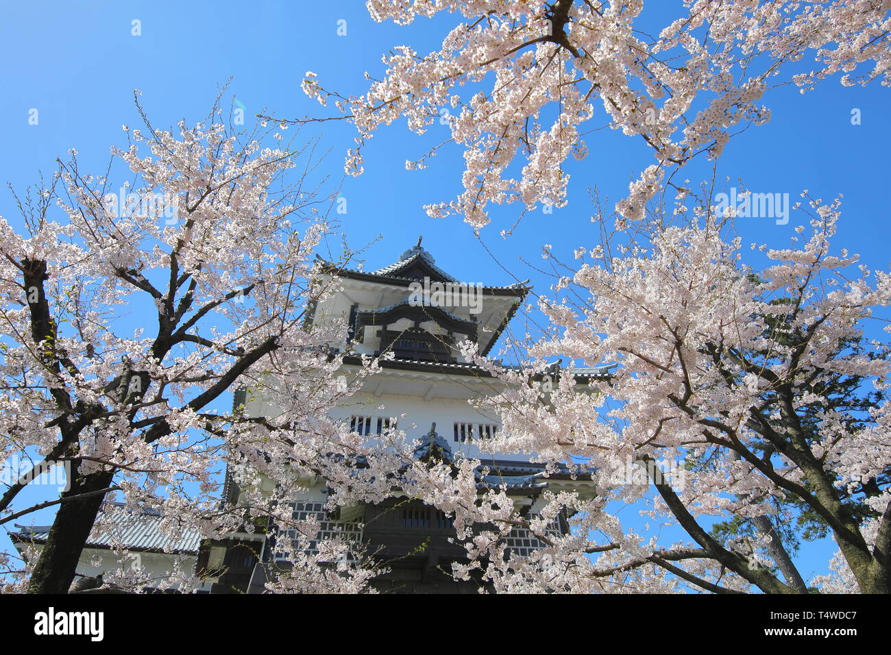 Kanazawa old castle cherry blossom tree Japan Stock Photo - Alamy