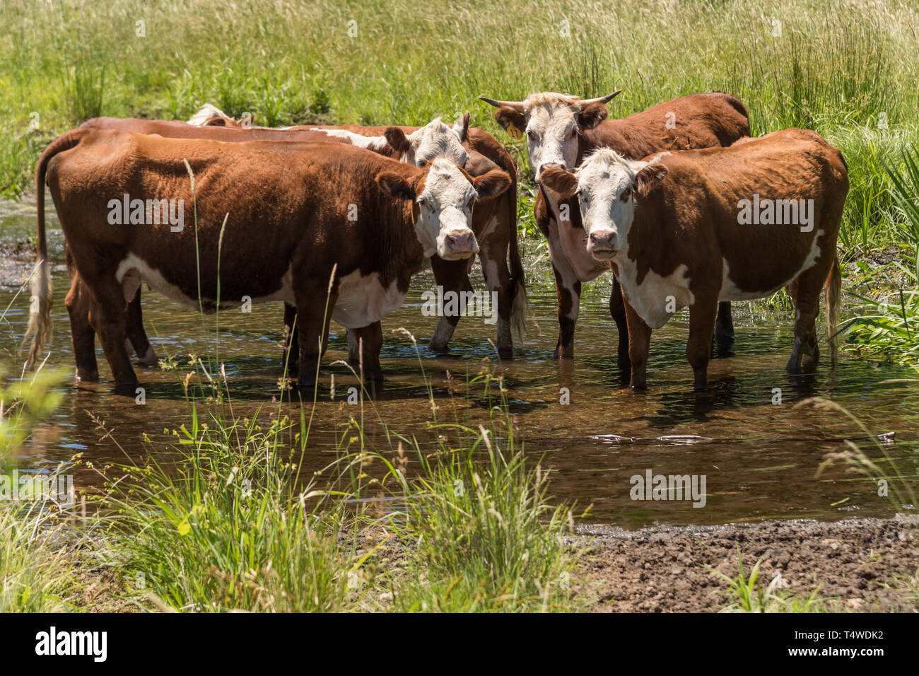 Group of cows standing in a stream on a hot summers day Stock Photo - Alamy