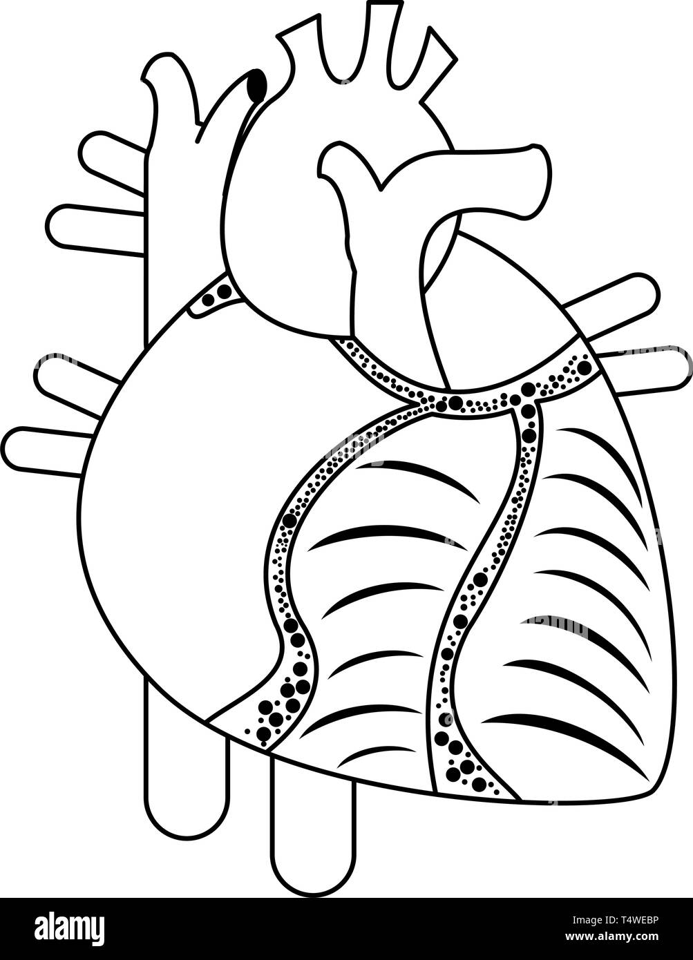 Cardiac Muscle Black and White Stock Photos & Images - Alamy