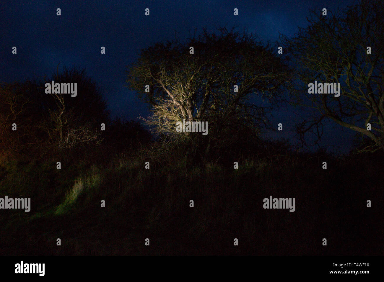 Dark eerie trees hi-res stock photography and images - Alamy