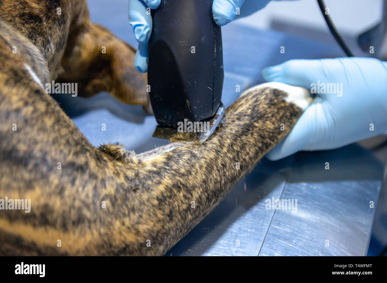 Shaved forelimb dog hair before injection an intravenous catheter Stock ...