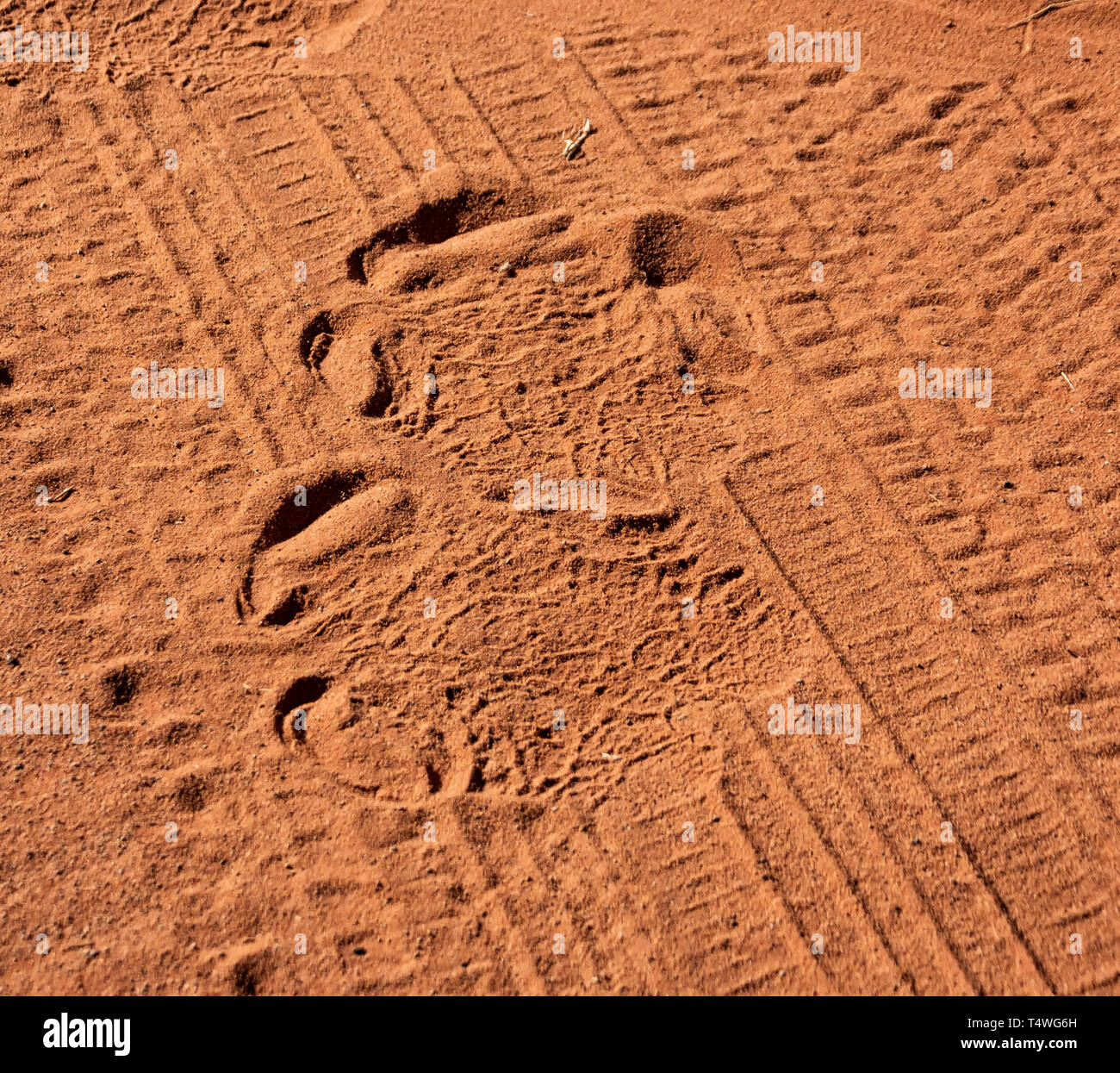 A White Rhinoceros footprint in red sand Stock Photo - Alamy