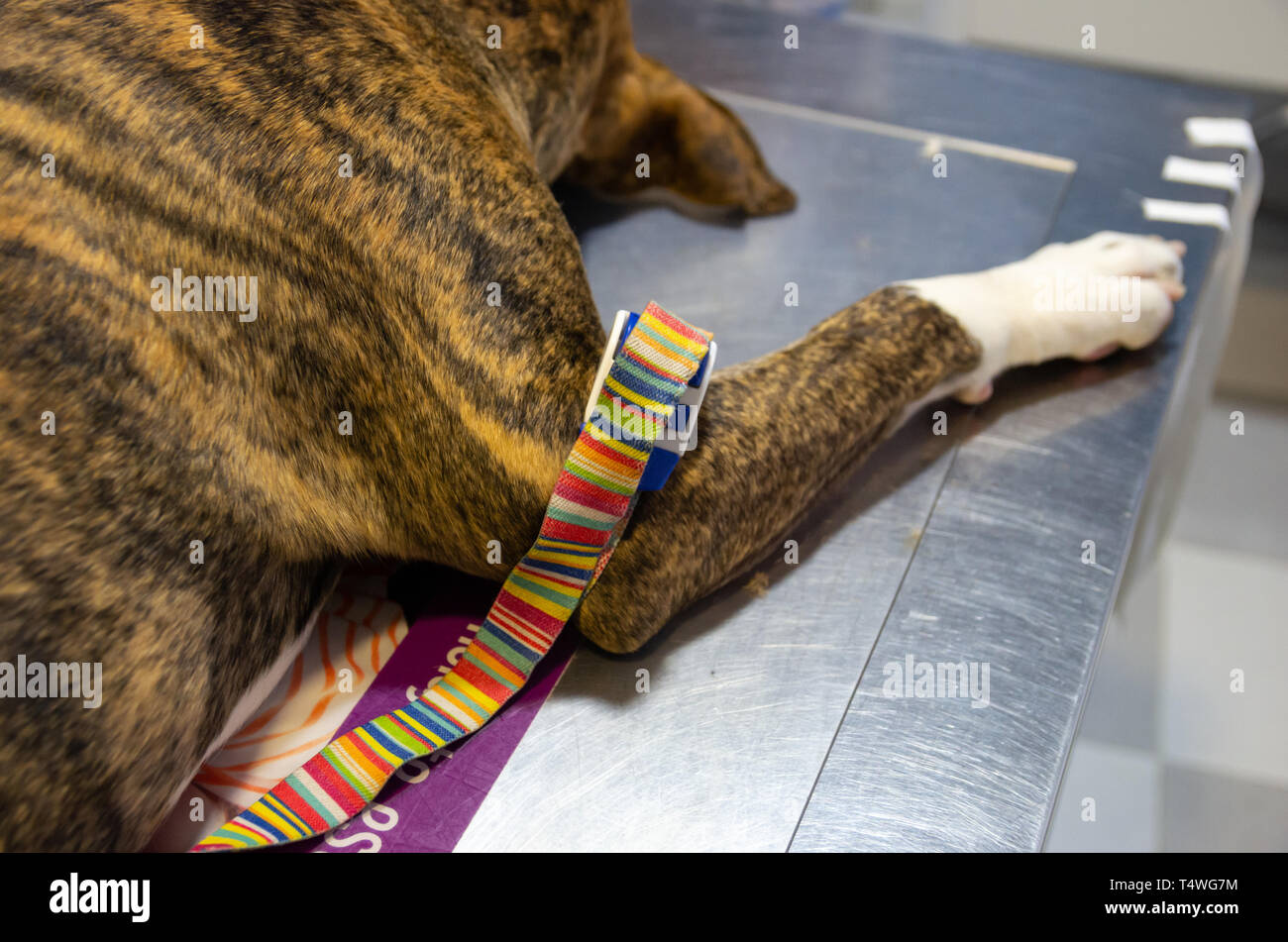 Compression of a dog's vein with a veterinary vein compressor Stock ...