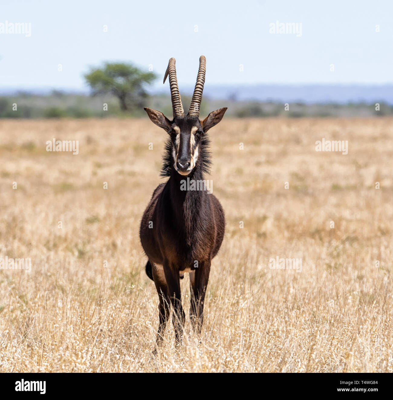 A Sable antelope bull standing in Southern African savanna Stock Photo ...