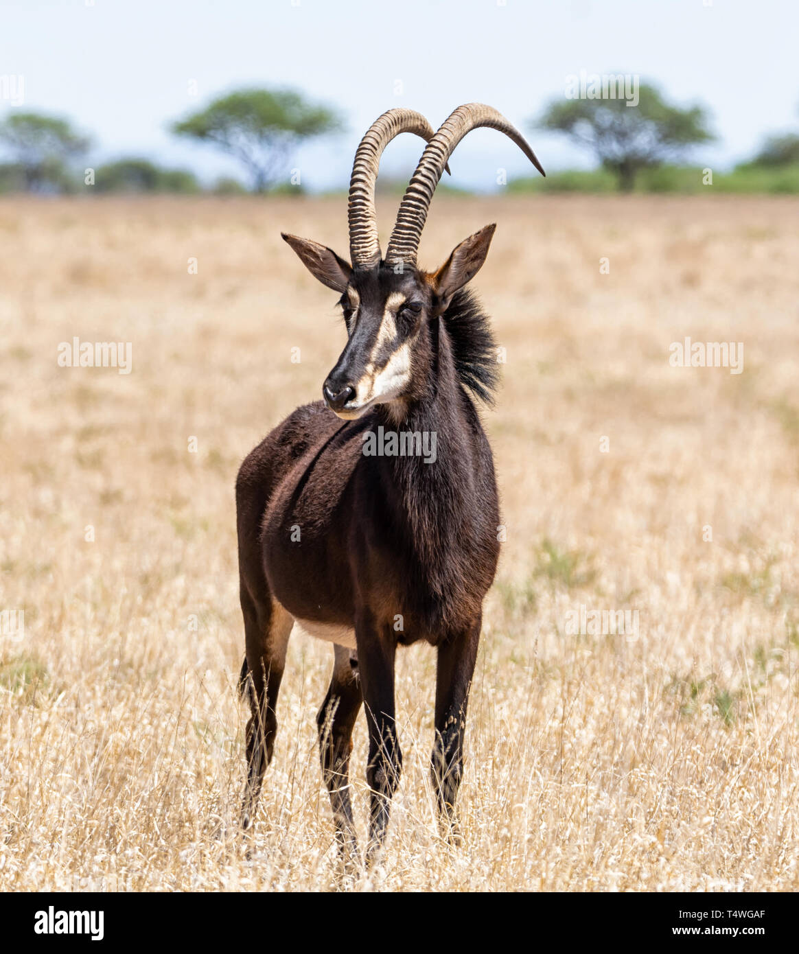 A Sable antelope bull standing in Southern African savanna Stock Photo ...