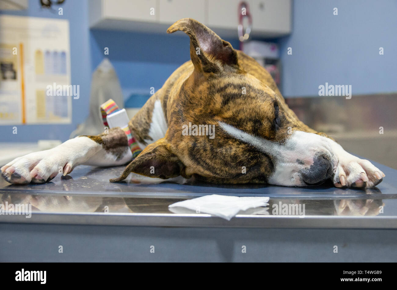 Sedated dog on an exploration table before an endovenous treatment ...