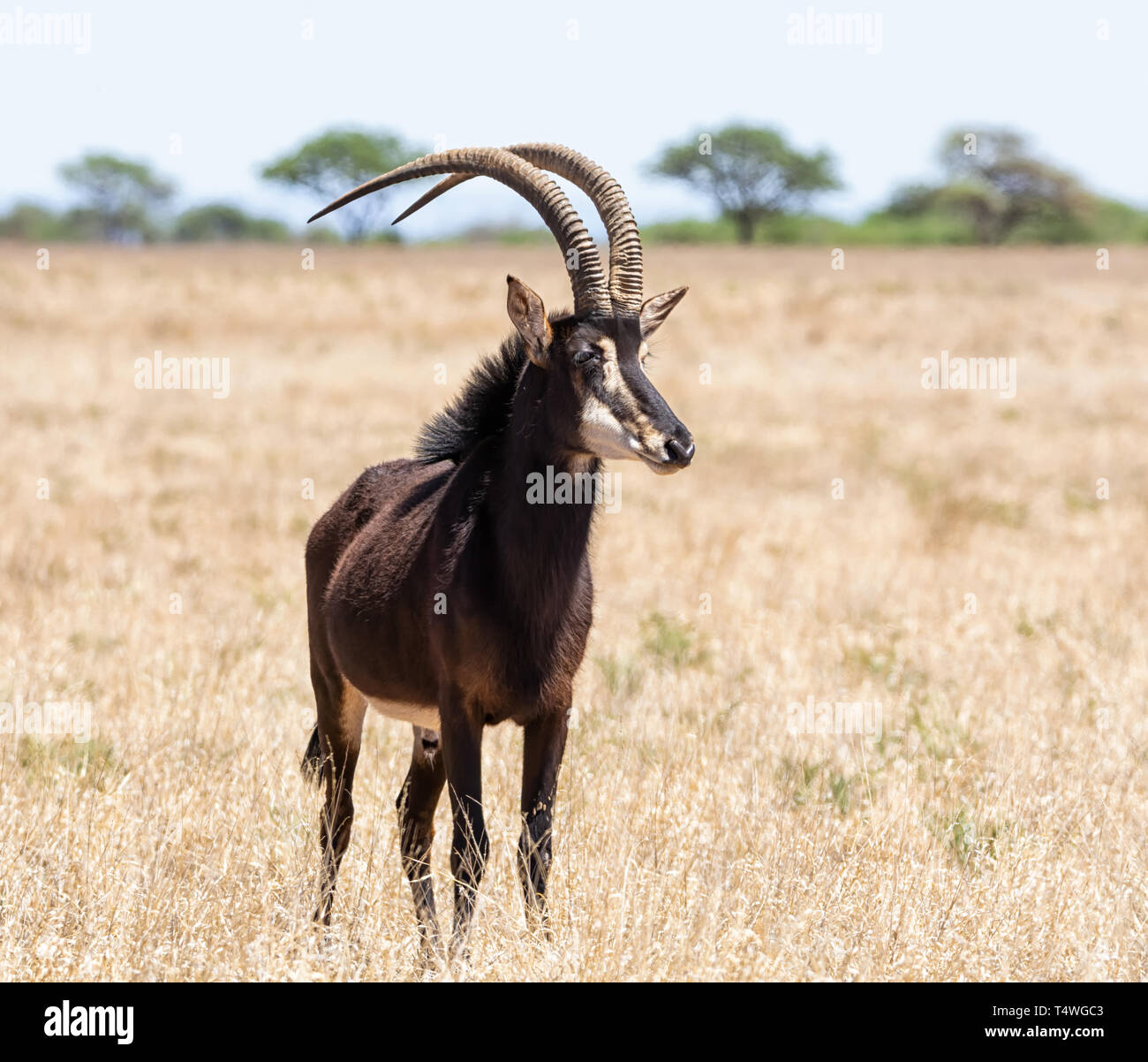 A Sable antelope bull standing in Southern African savanna Stock Photo ...