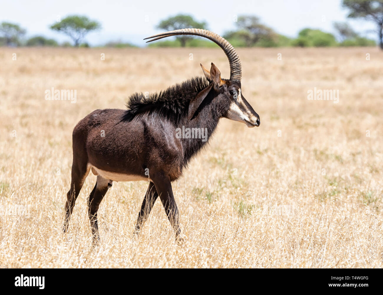 A Sable antelope bull standing in Southern African savanna Stock Photo ...