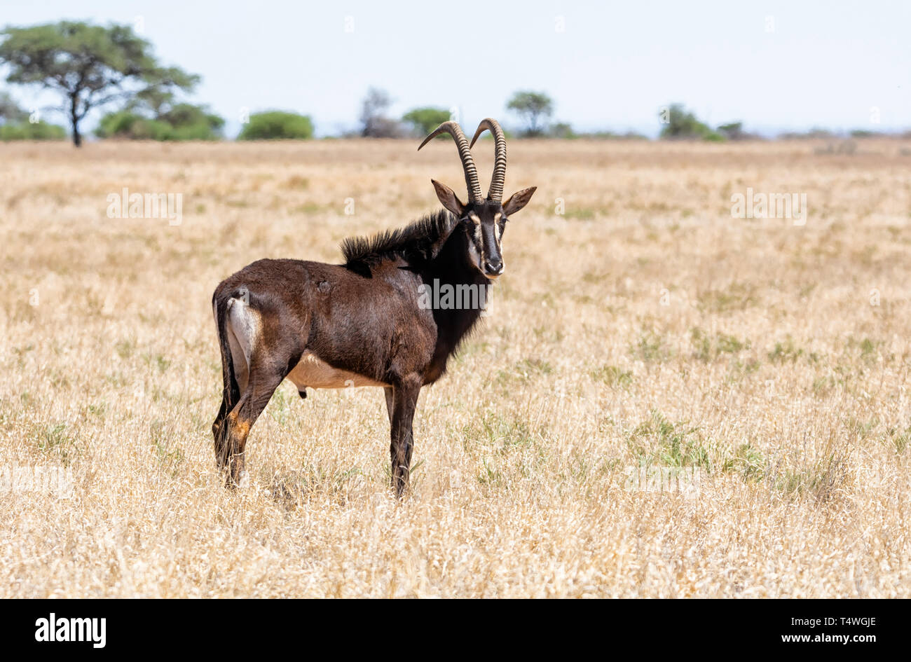 A Sable antelope bull standing in Southern African savanna Stock Photo ...