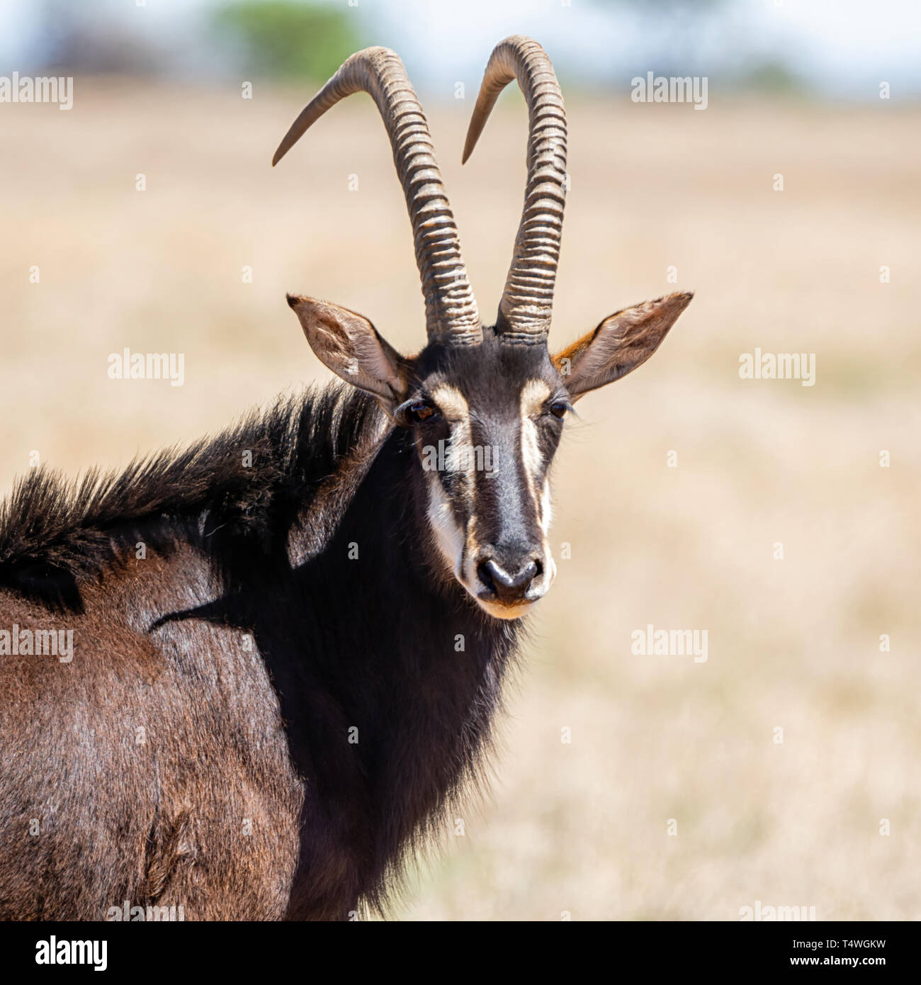 A Sable antelope bull standing in Southern African savanna Stock Photo ...