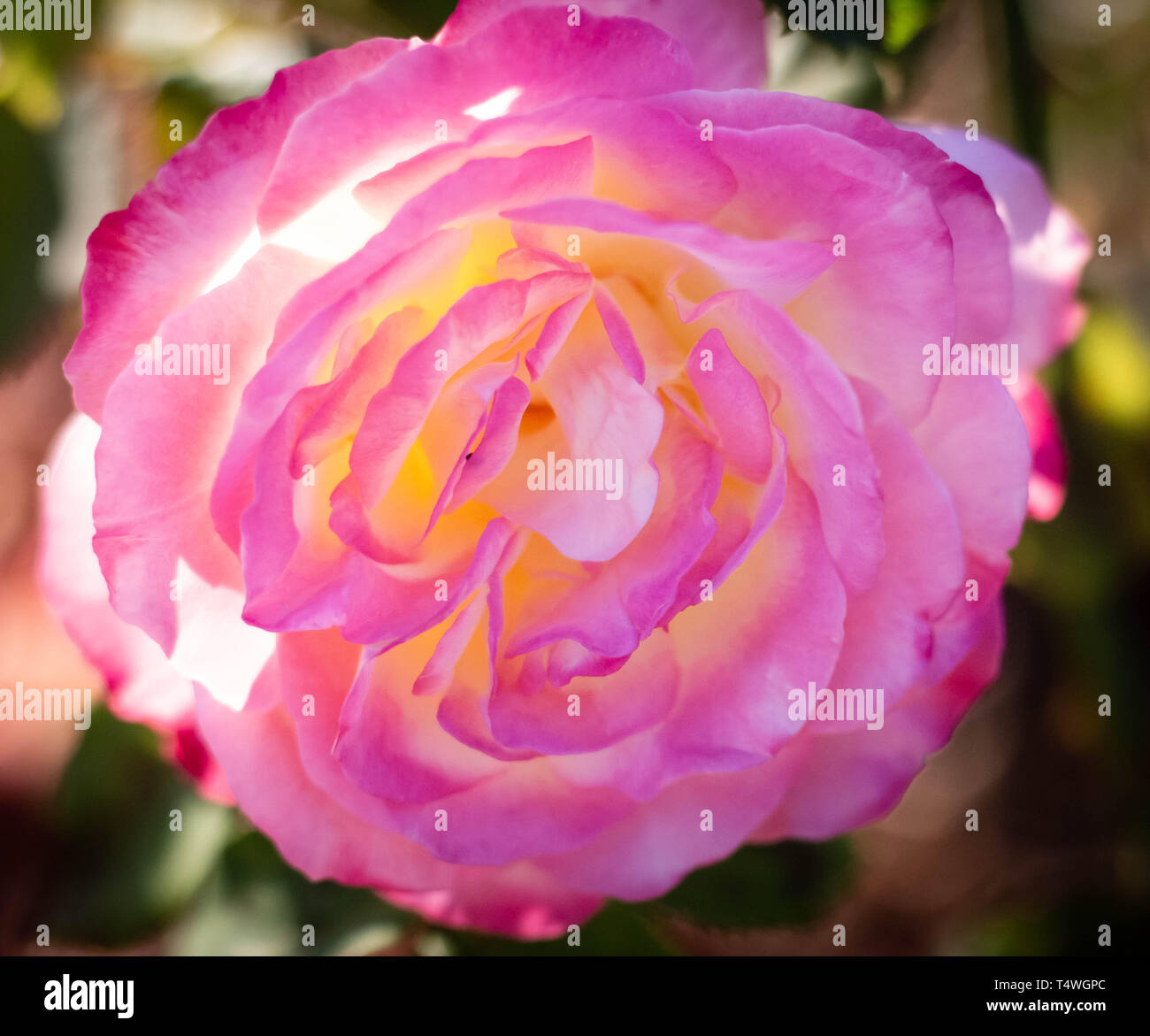 The Beauty of Roses Stock Photo - Alamy