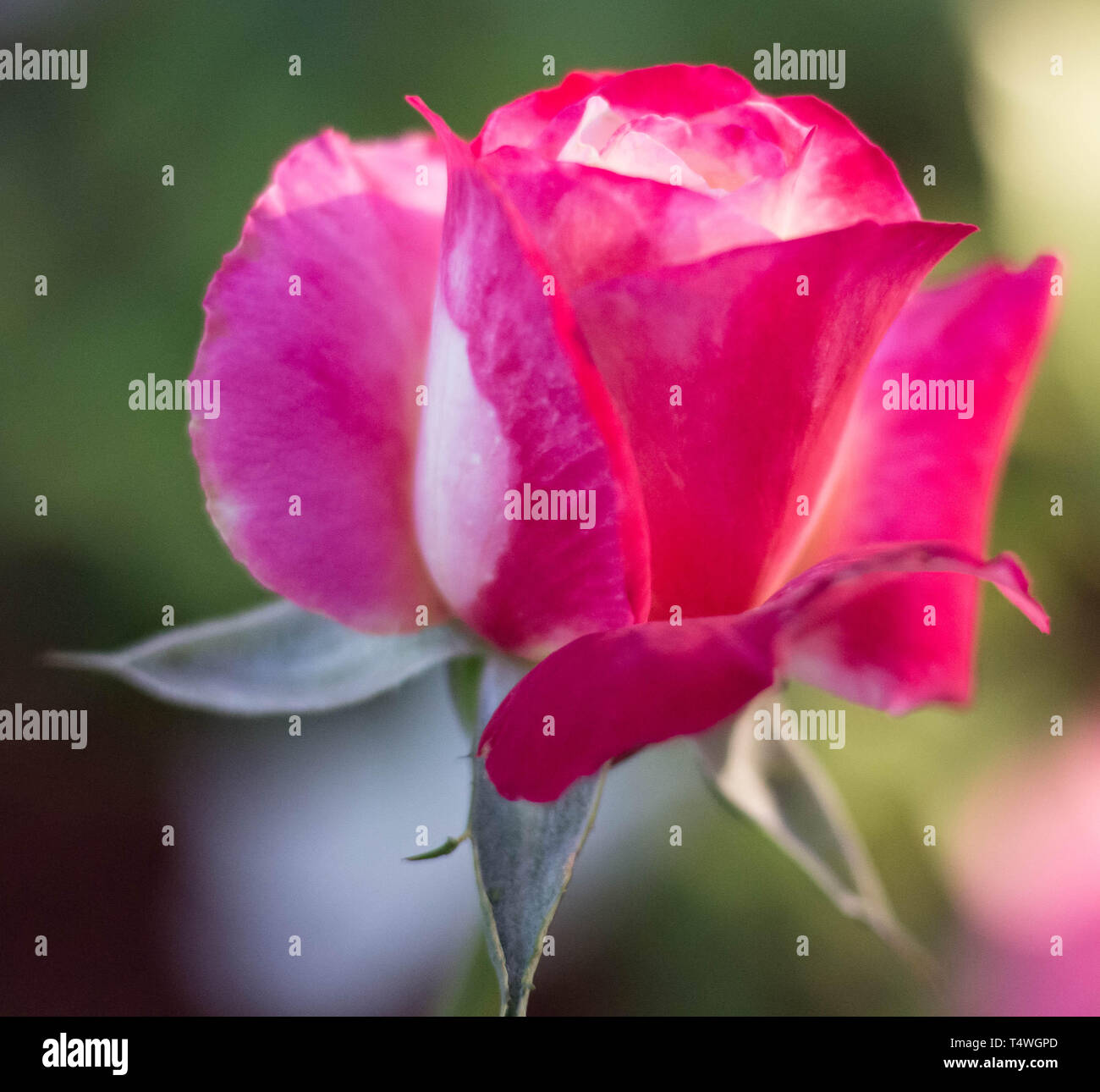The Beauty of Roses Stock Photo - Alamy