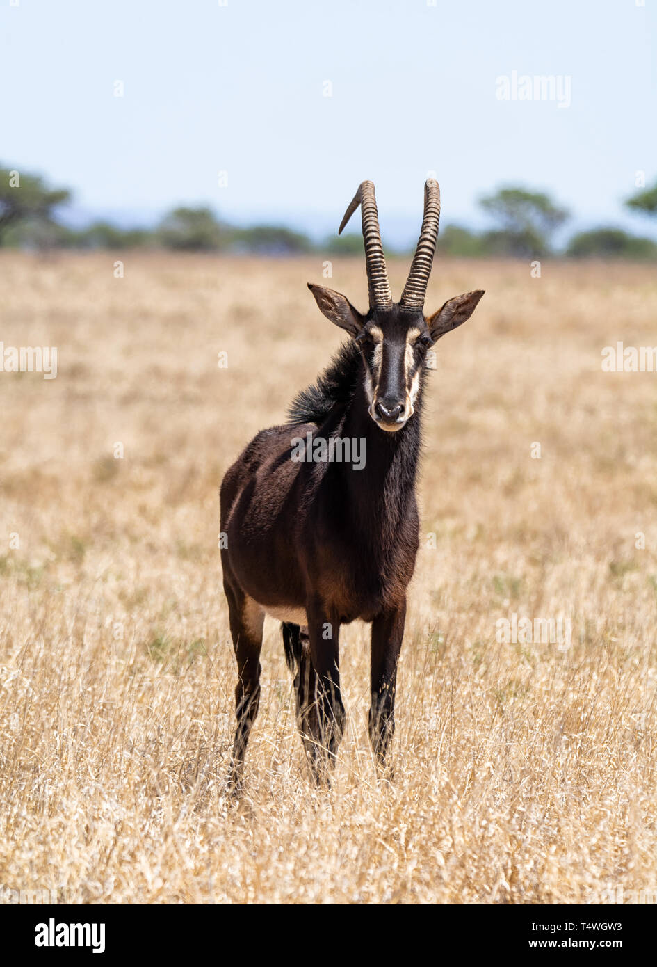 A Sable antelope bull standing in Southern African savanna Stock Photo ...
