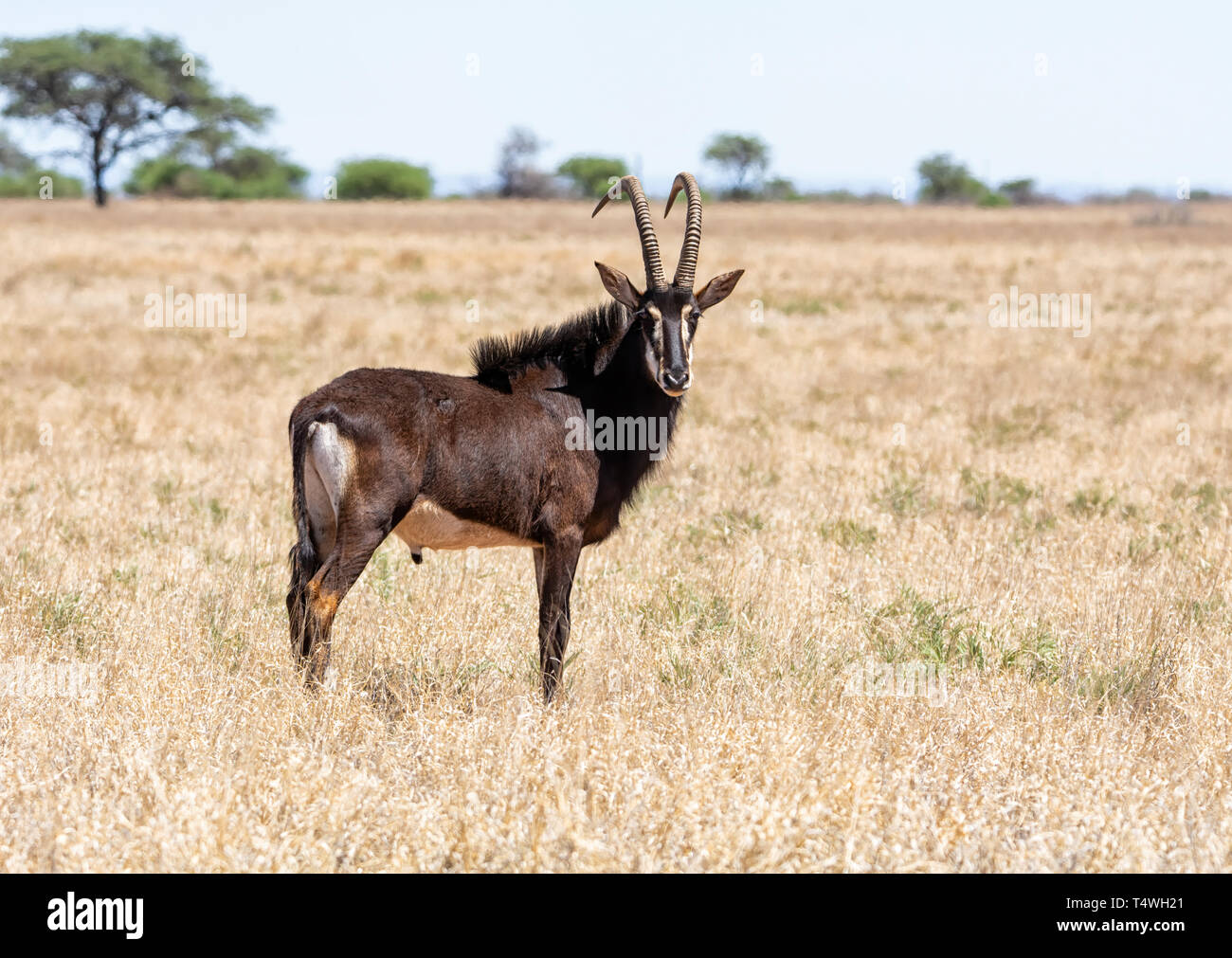 A Sable antelope bull standing in Southern African savanna Stock Photo ...