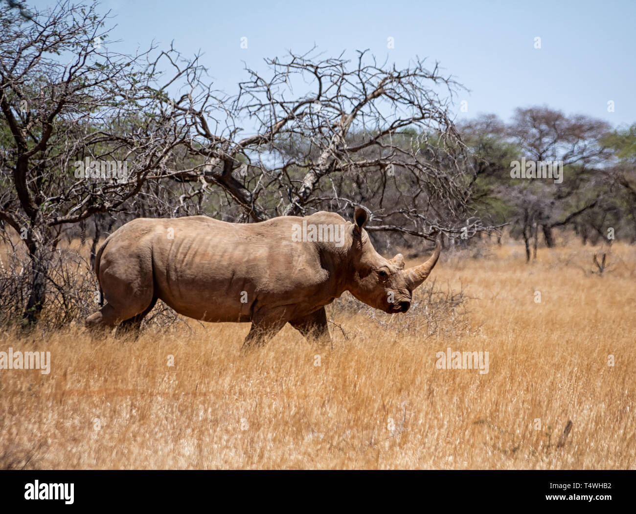 A White Rhinoceros in Southern African savanna Stock Photo - Alamy