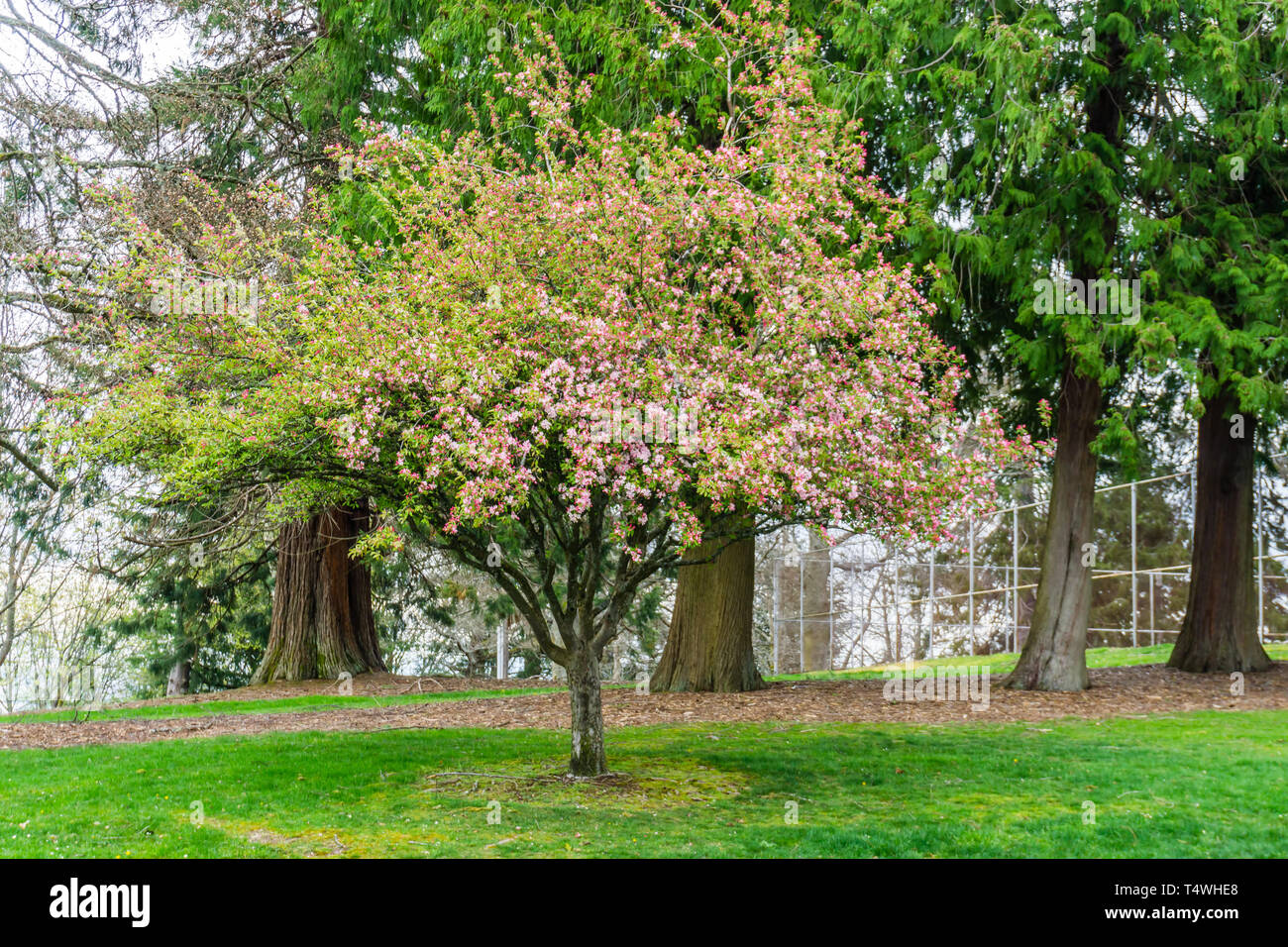A tree starts to bloom at Point Defiance Park in Tacoma, Washington ...