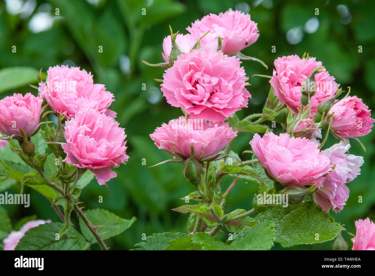 France : Rose, Rosa 'Pink Grootendorst' Stock Photo - Alamy