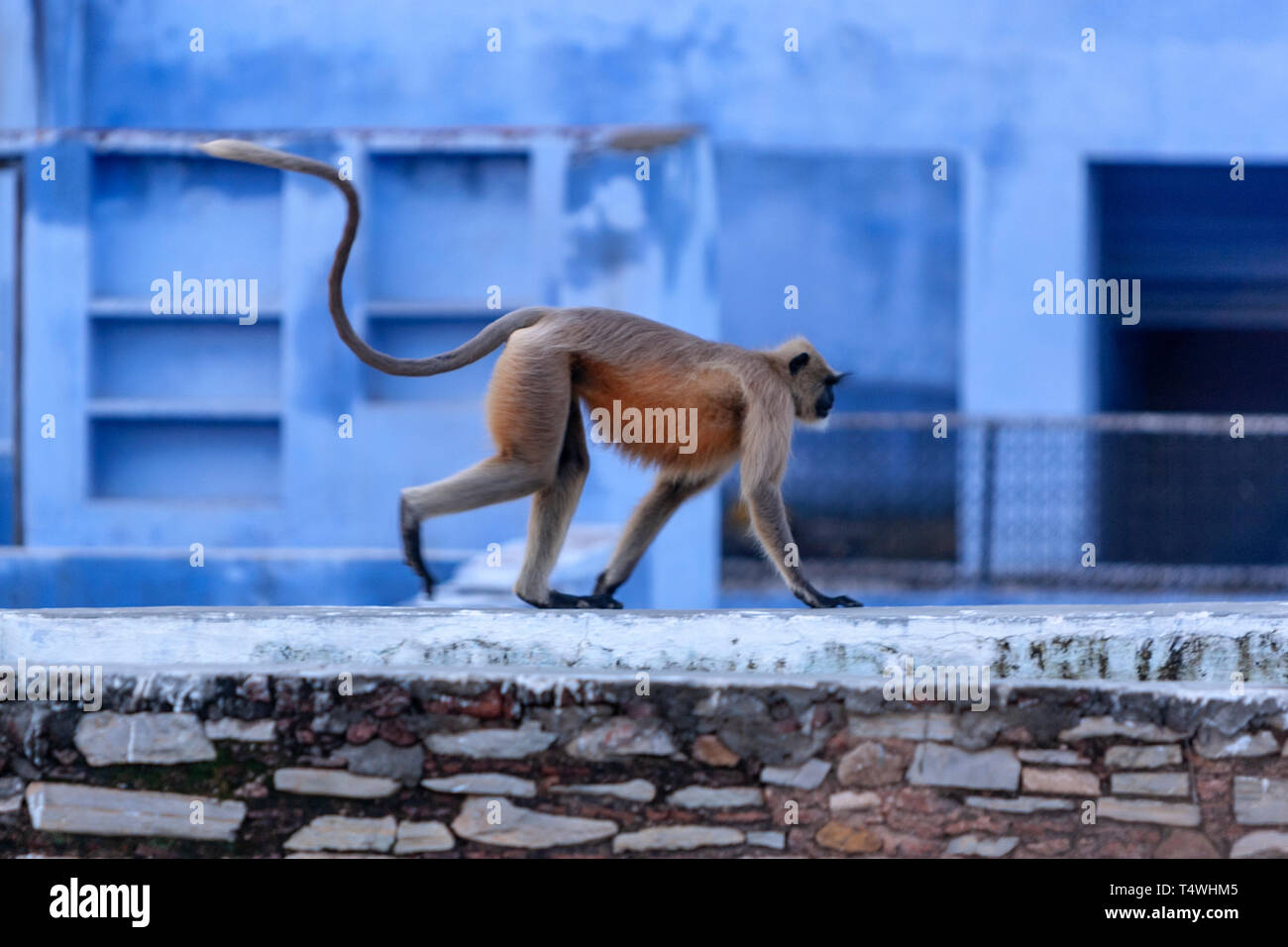 Gray Langur monkeys family in the blue Brahmin houses in Bundi ...