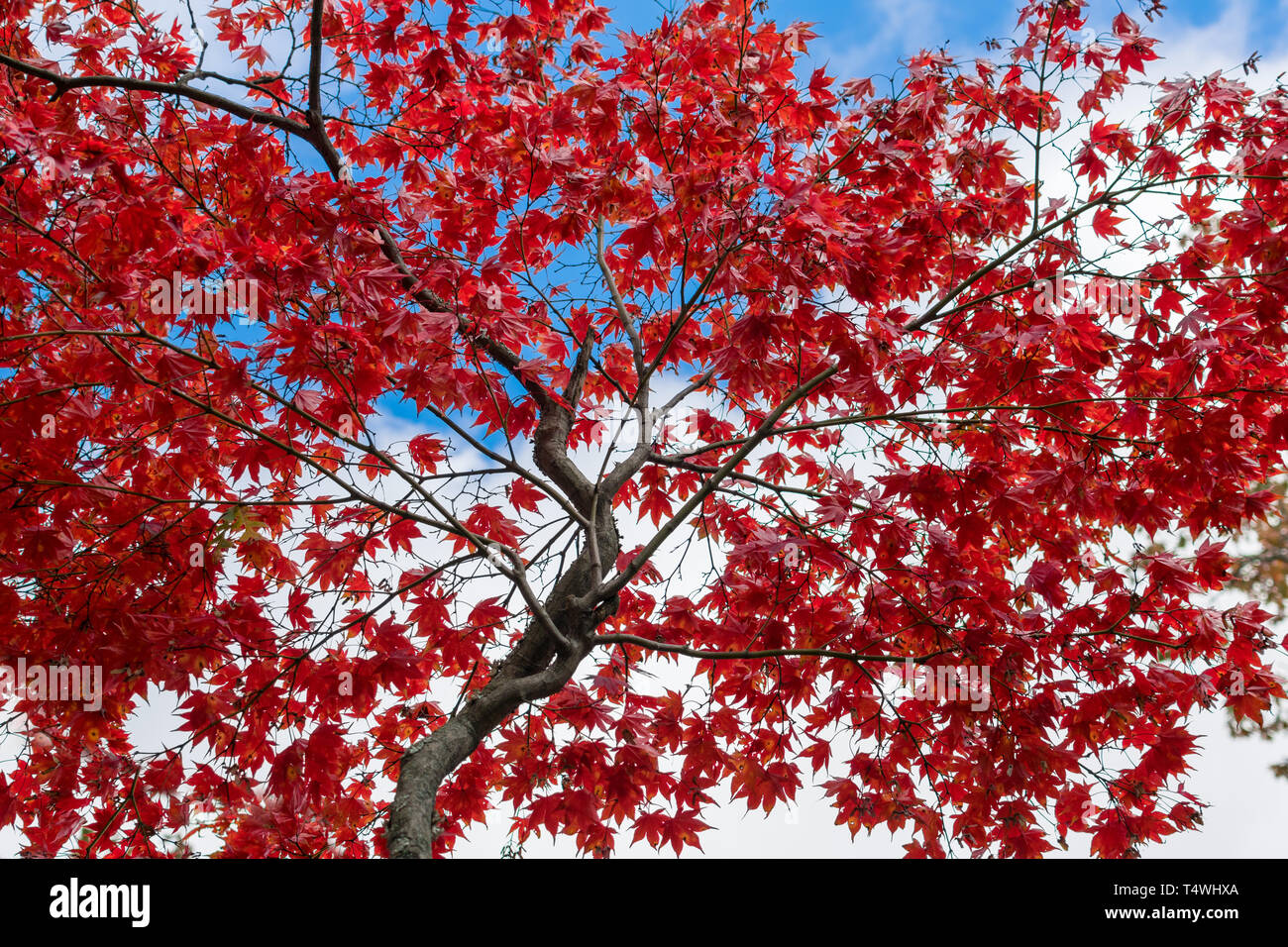 Beautiful red fall foliage during autumn in Upstate New York, NY, USA ...