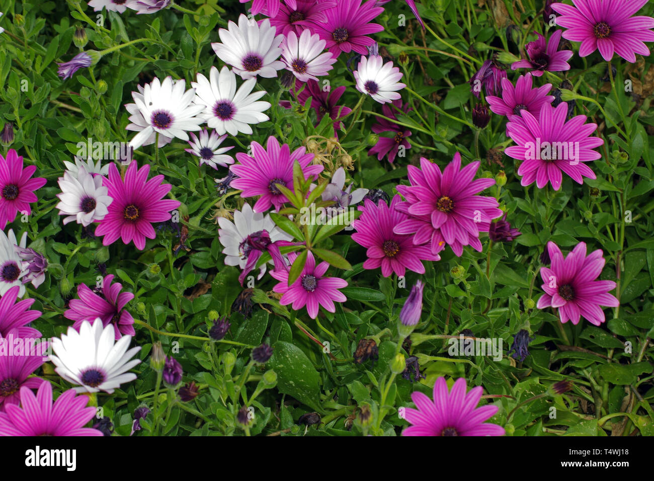 Spring's flowers close-up Stock Photo - Alamy
