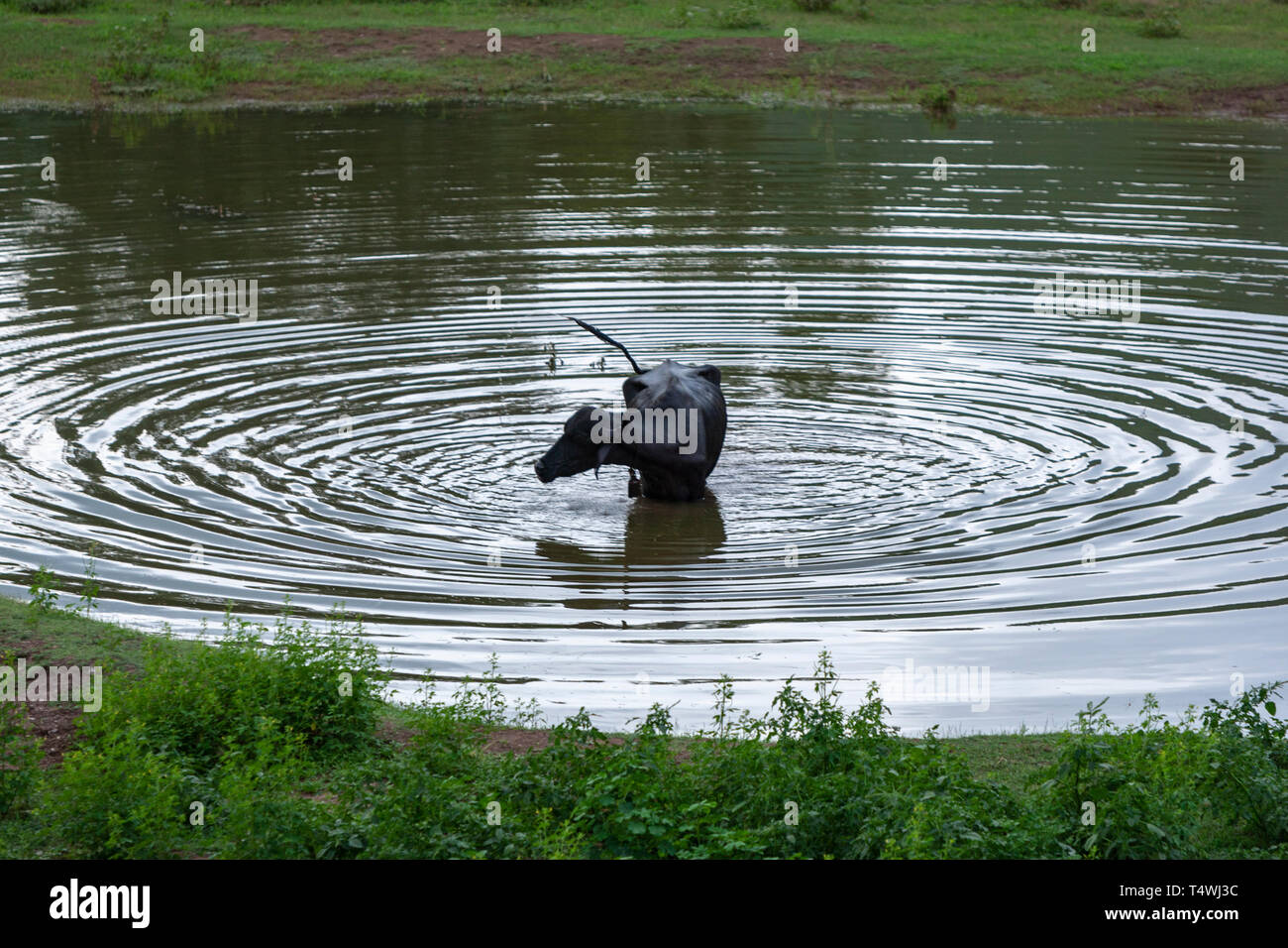 Concentric waves hi-res stock photography and images - Alamy
