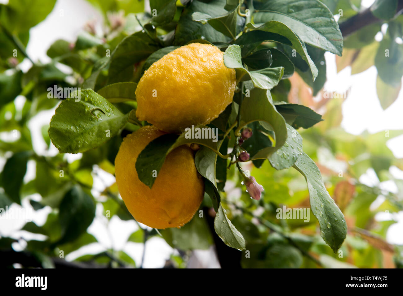 lemon tree with fruit and orange blossom after the rain Stock Photo - Alamy