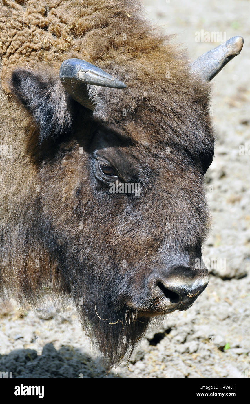 European bison, wisent, Europäische Bison, európai bölény, Bison ...