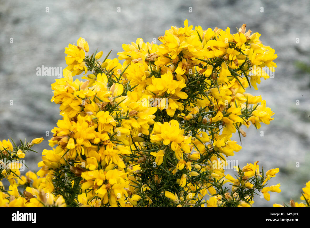 Gorse, Ulex, flower Stock Photo - Alamy