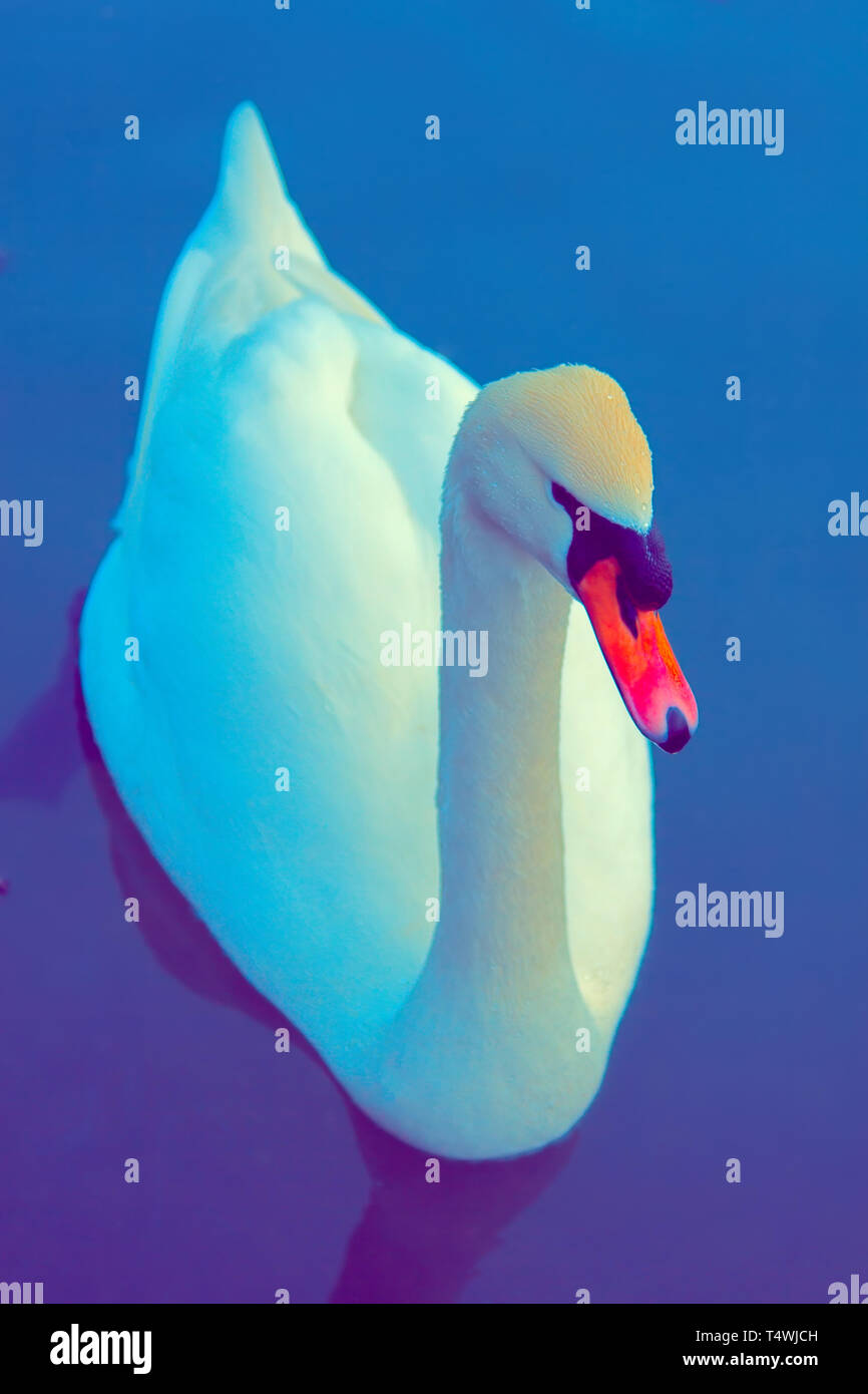 Mute Swan said most beautiful Regal bird because it effectively reveals ...