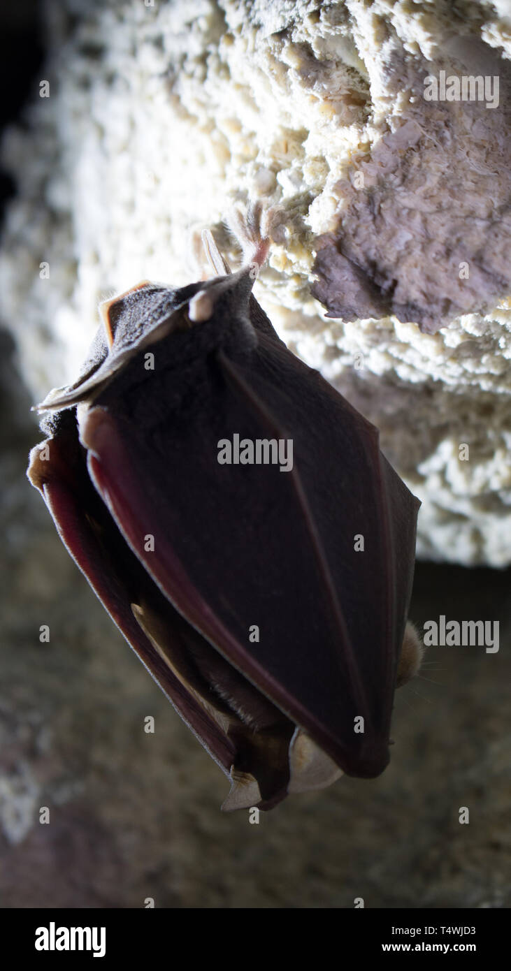 Bats sleep in dungeon upside down, wrapped in wings like black cloak ...