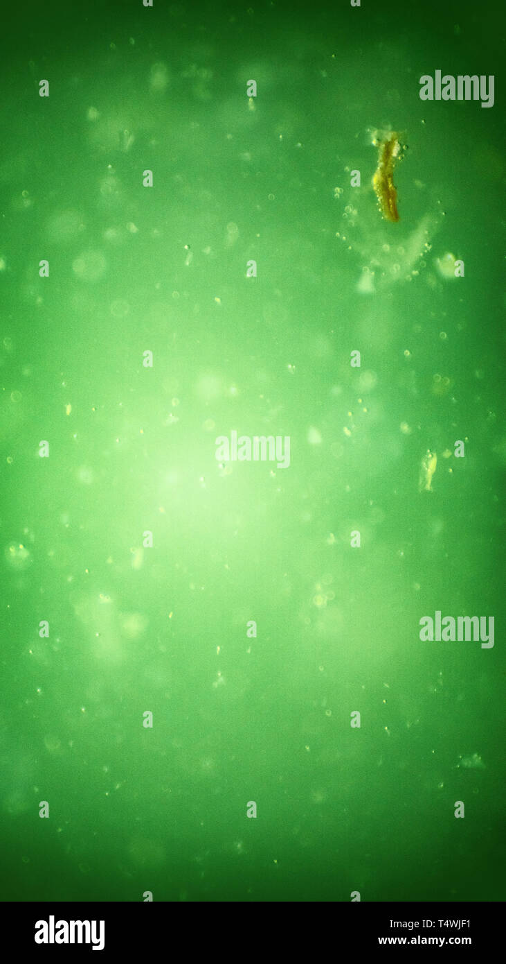Bio ultra macro background. Organic vegetable background with a big ...