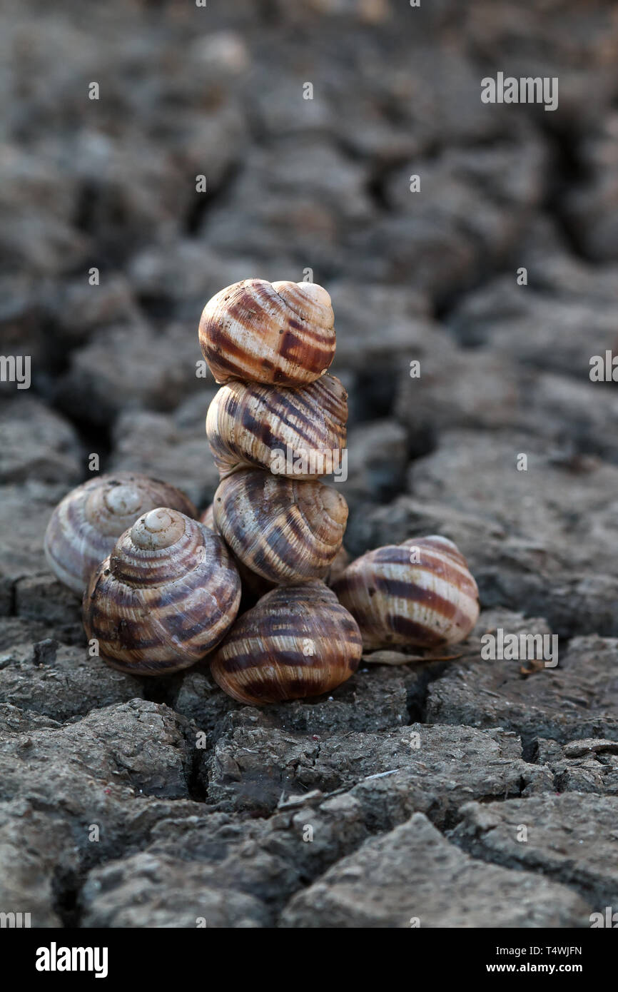 pyramid of dead snail shells on cracked earth - as a monument to ...