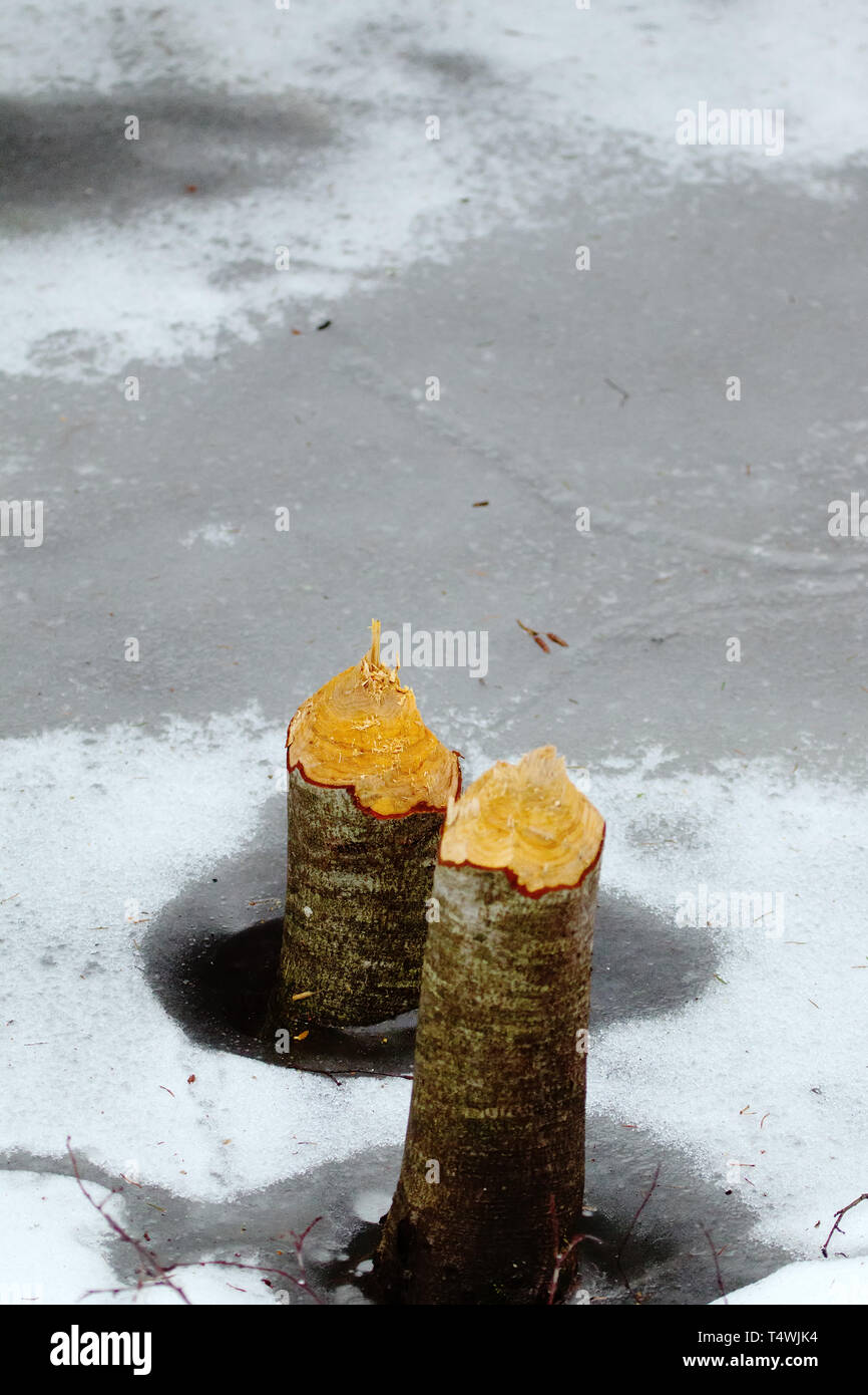 Traces of beaver activity in forest in winter. Nibbled trees in a ...