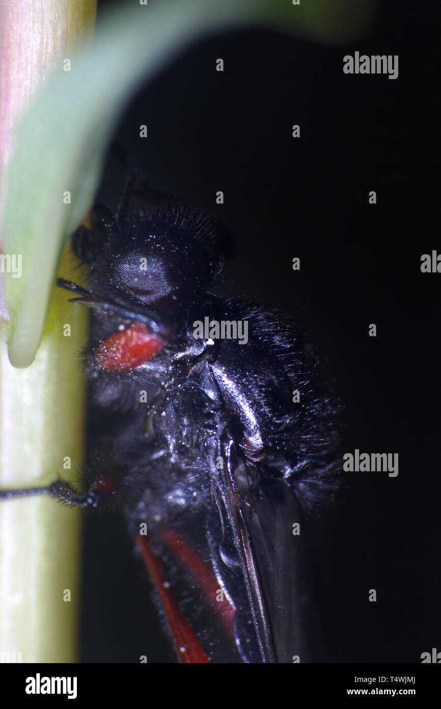 robber fly (Asilidae) blue-black, small predator, powerful jaw and ...