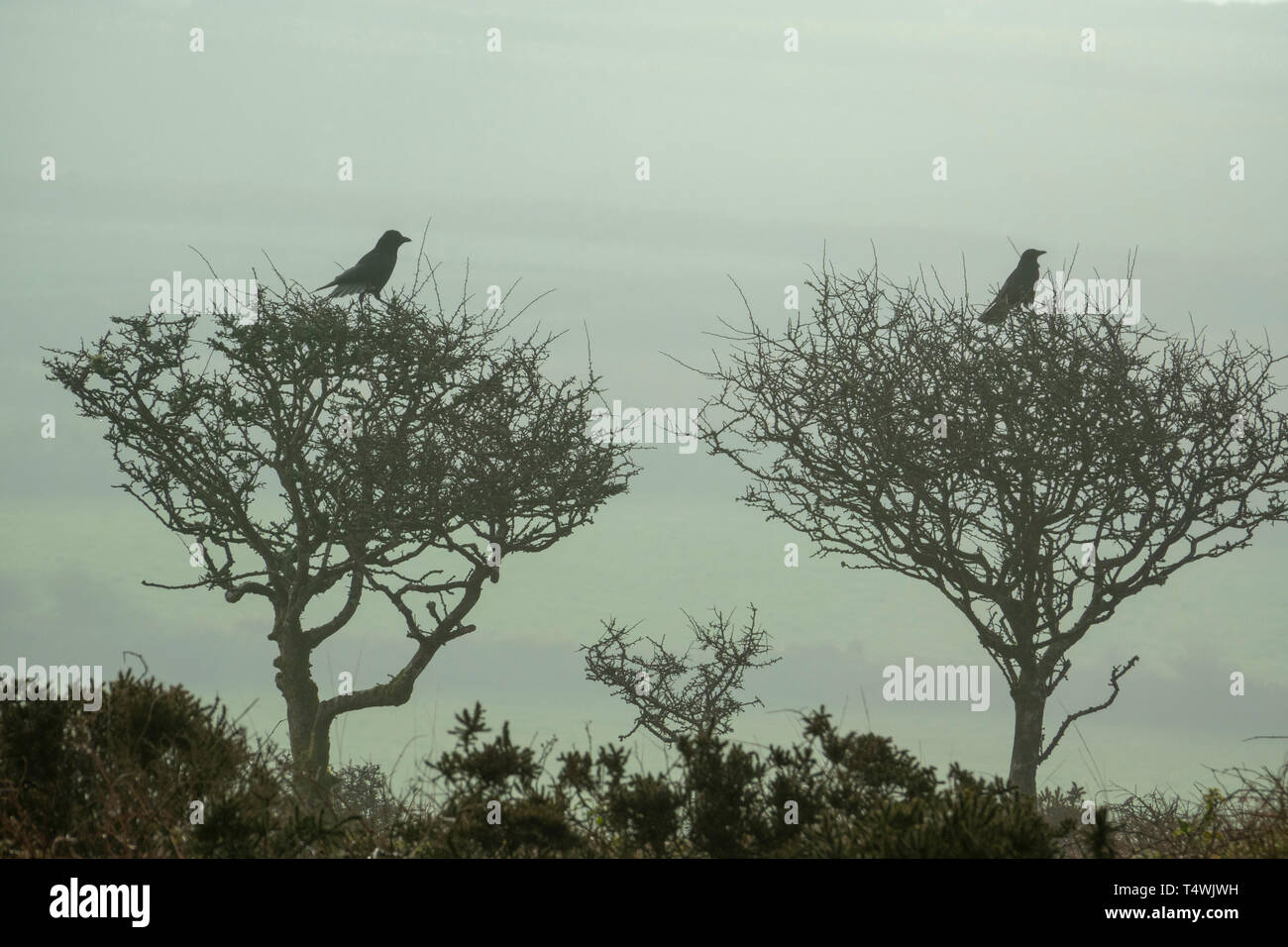 two crows in bush Stock Photo - Alamy
