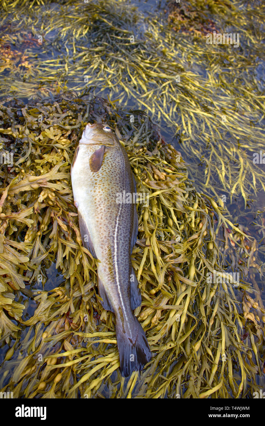 cod catch fish on seaweed. successful sea fishing in the polar sea ...