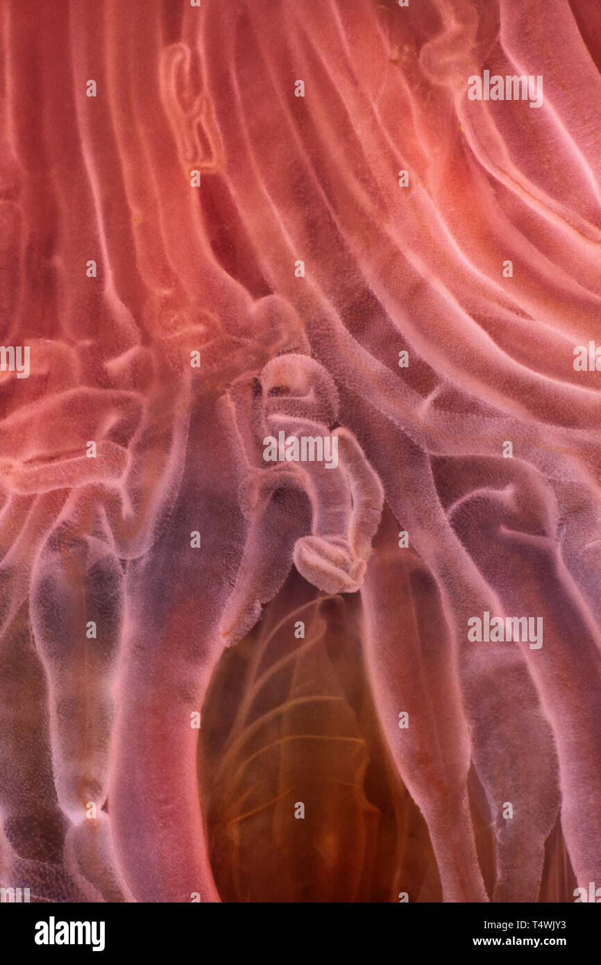jellyfish macro structure of the outer epidermis, middle mesoglea, and ...
