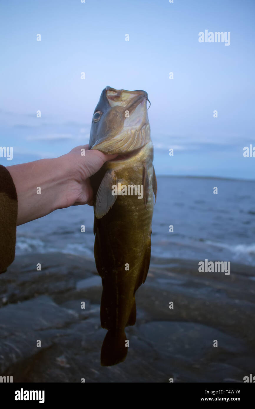 Huge cod fish hi-res stock photography and images - Alamy