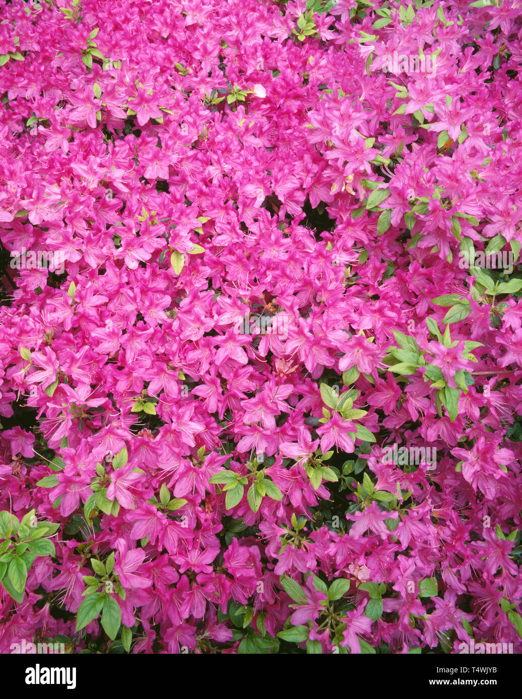 USA, Oregon, Portland, Crystal Springs Rhododendron Garden, Azalea ...
