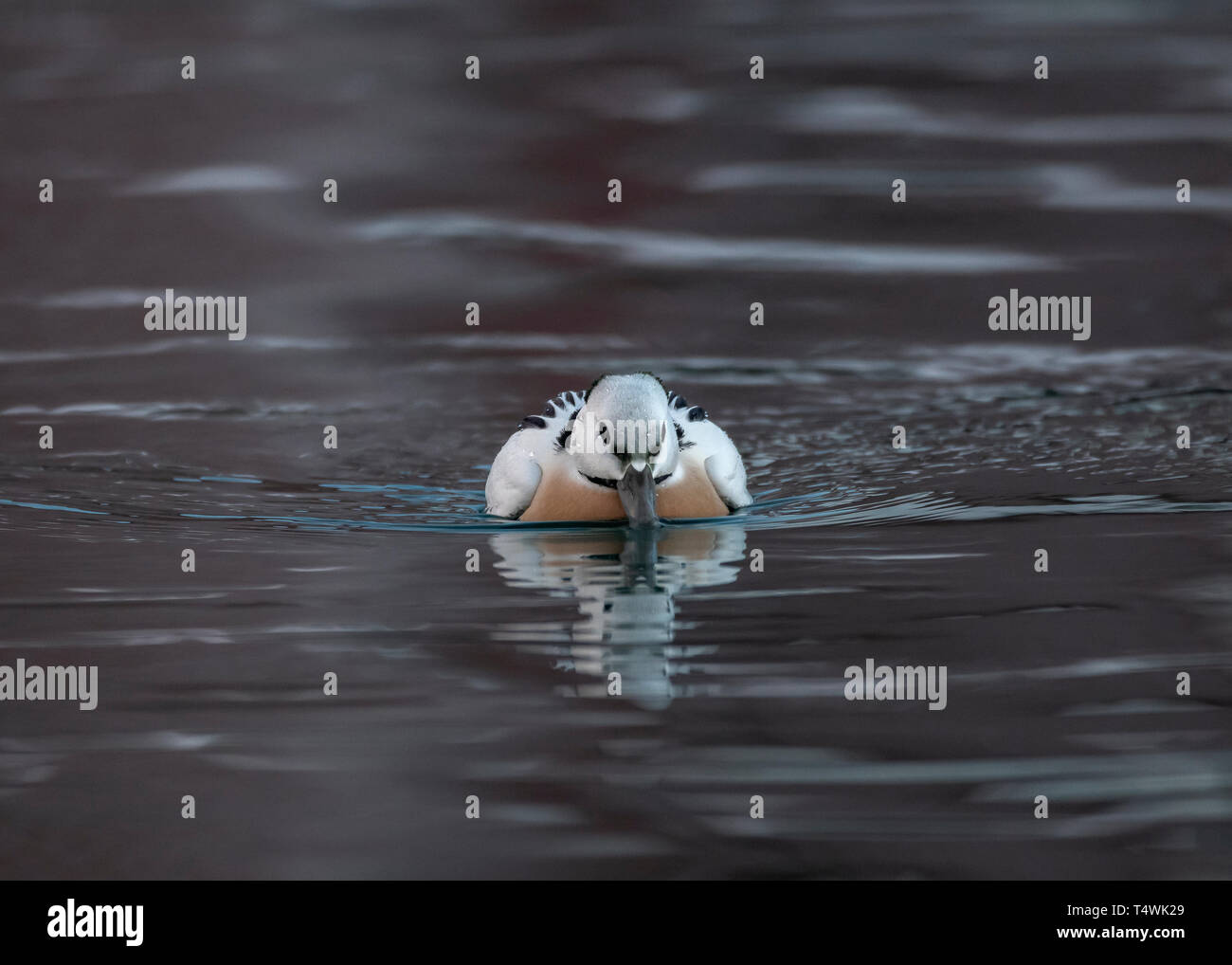 Rare eider hi-res stock photography and images - Alamy