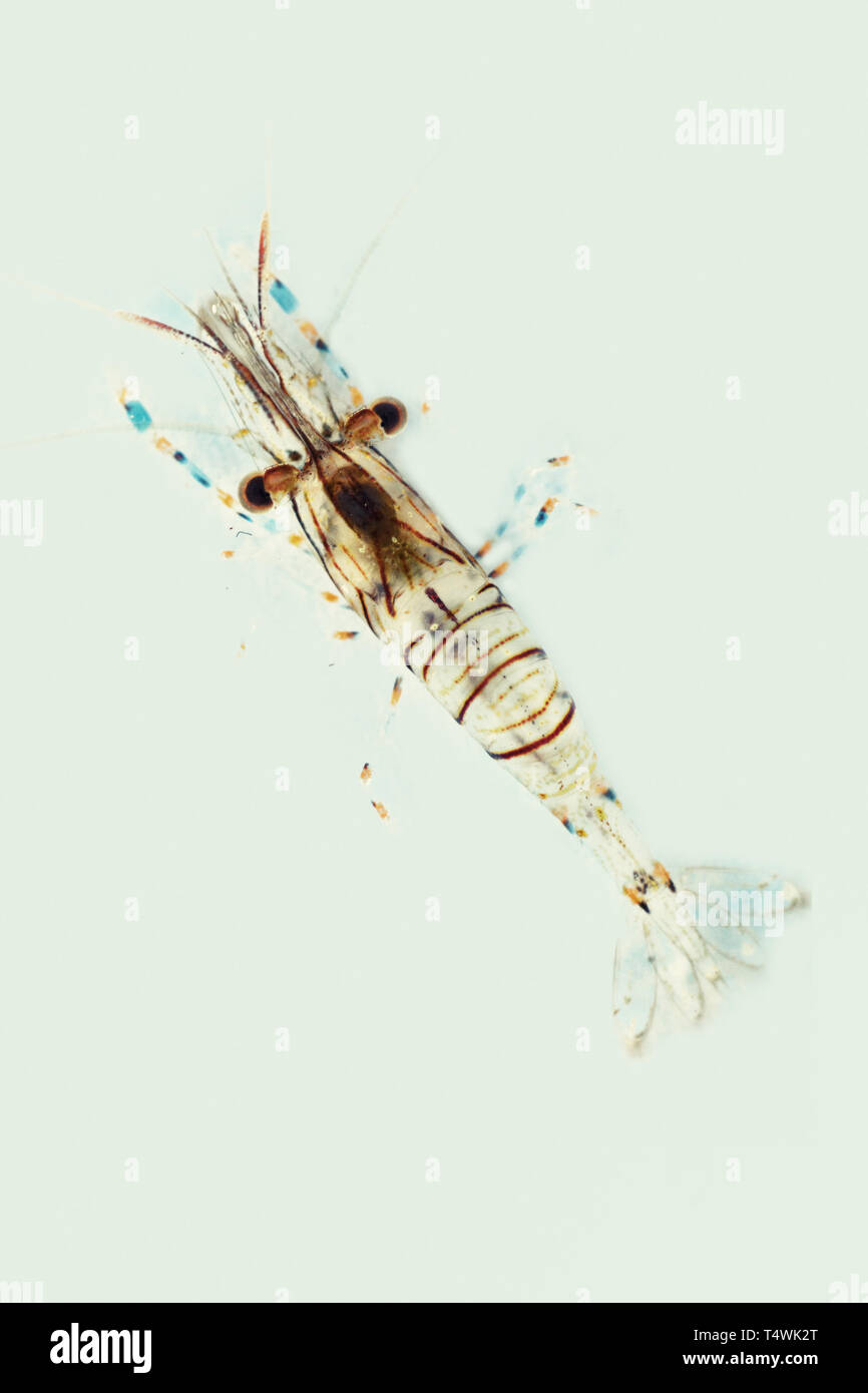 rockpool shrimp (Palaemon elegans) from the southern coast of Crimea ...