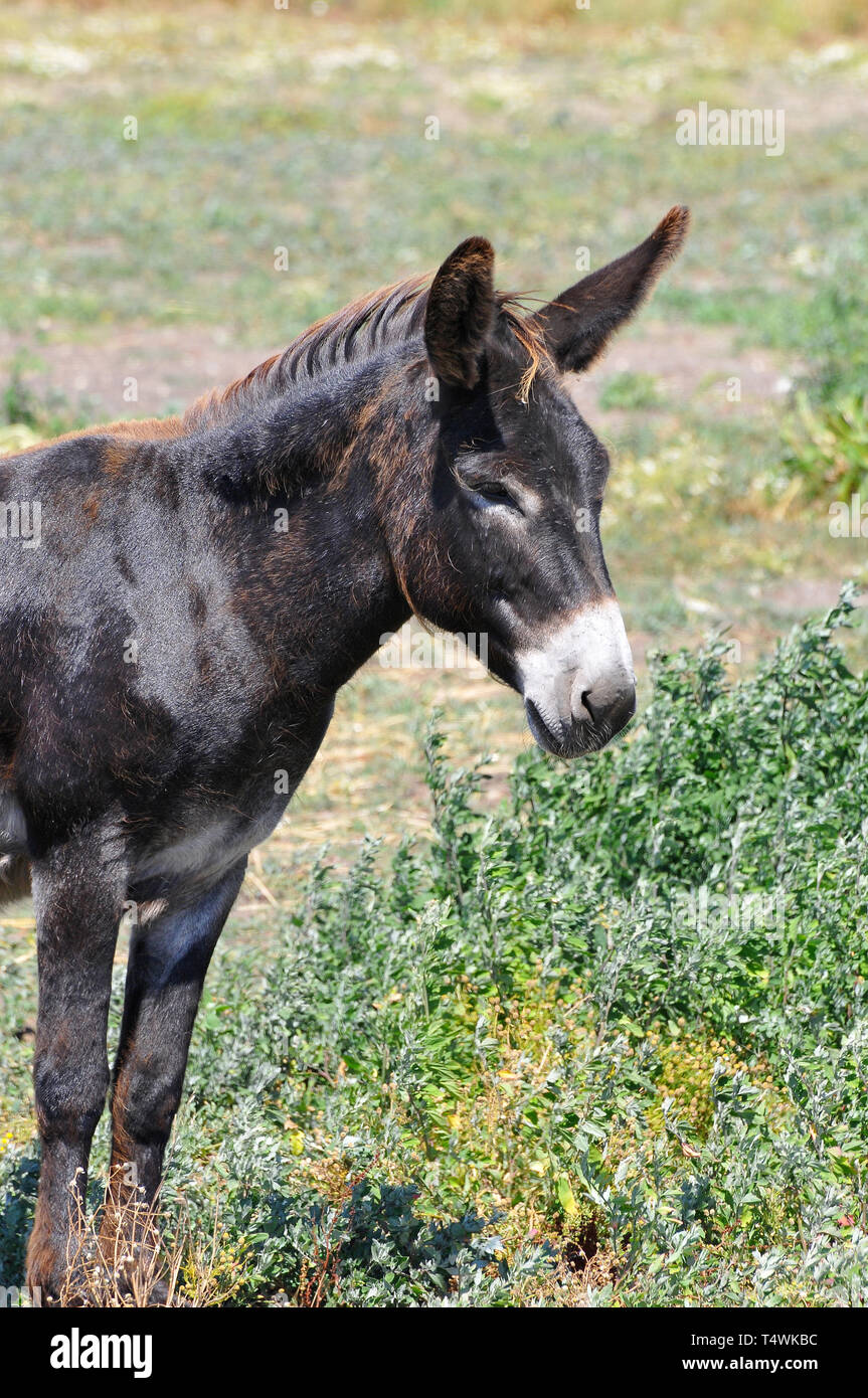 donkey, Hausesel, Equus africanus asinus, háziszamár Stock Photo - Alamy