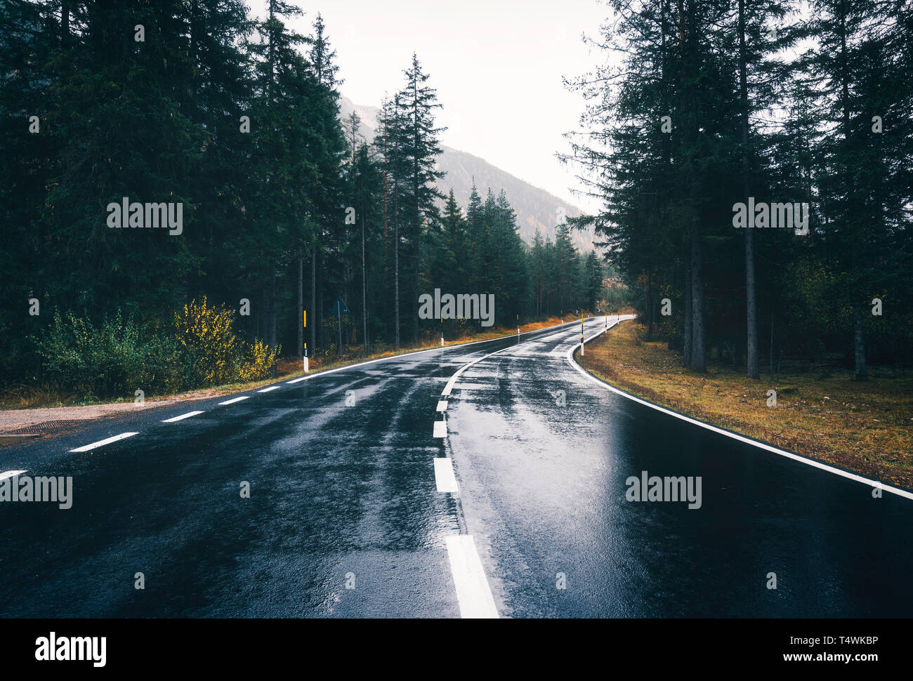 Road in the spring forest in rain. Perfect asphalt mountain road in ...