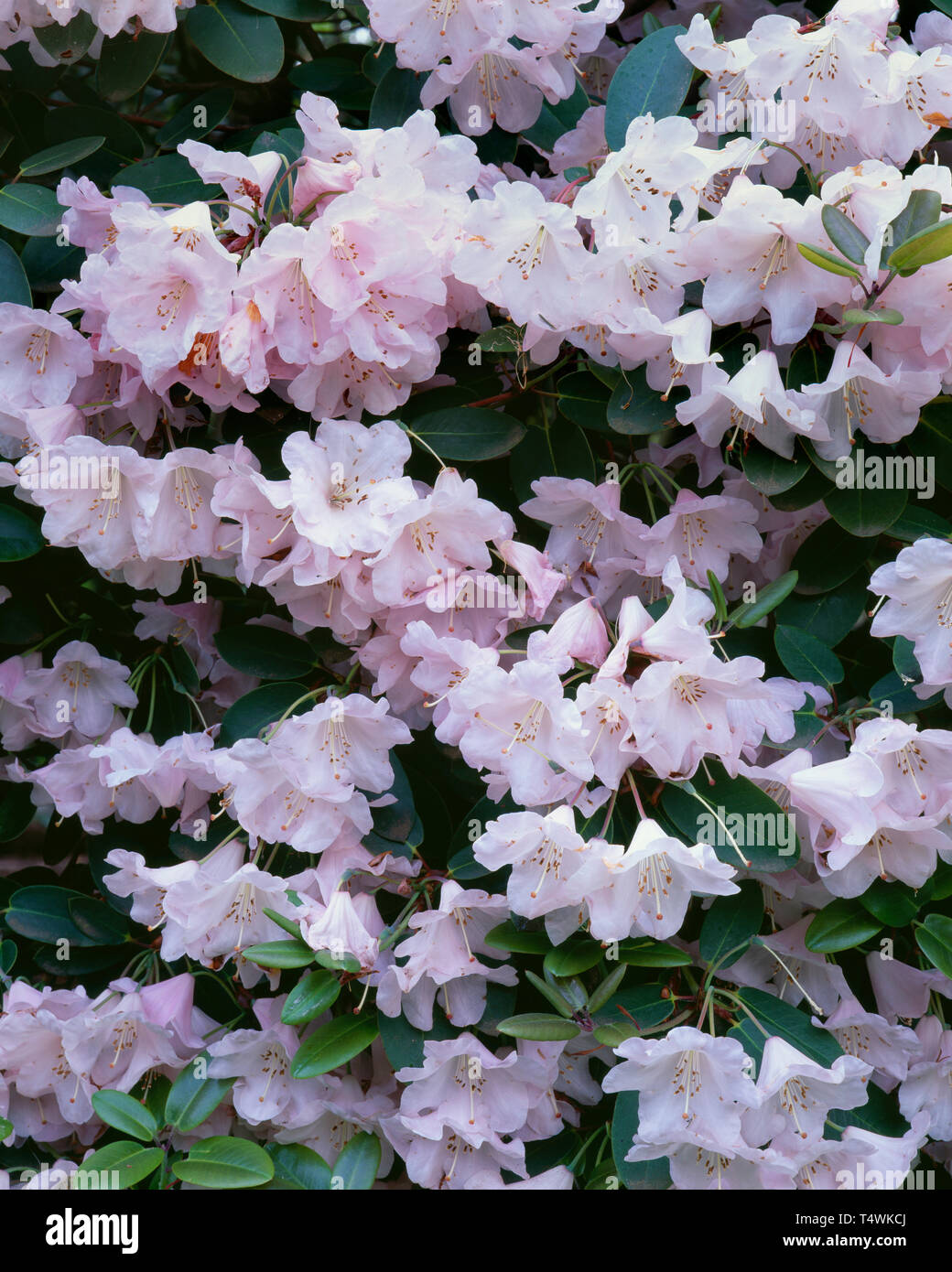 USA, Oregon, Portland, Crystal Springs Rhododendron Garden ...