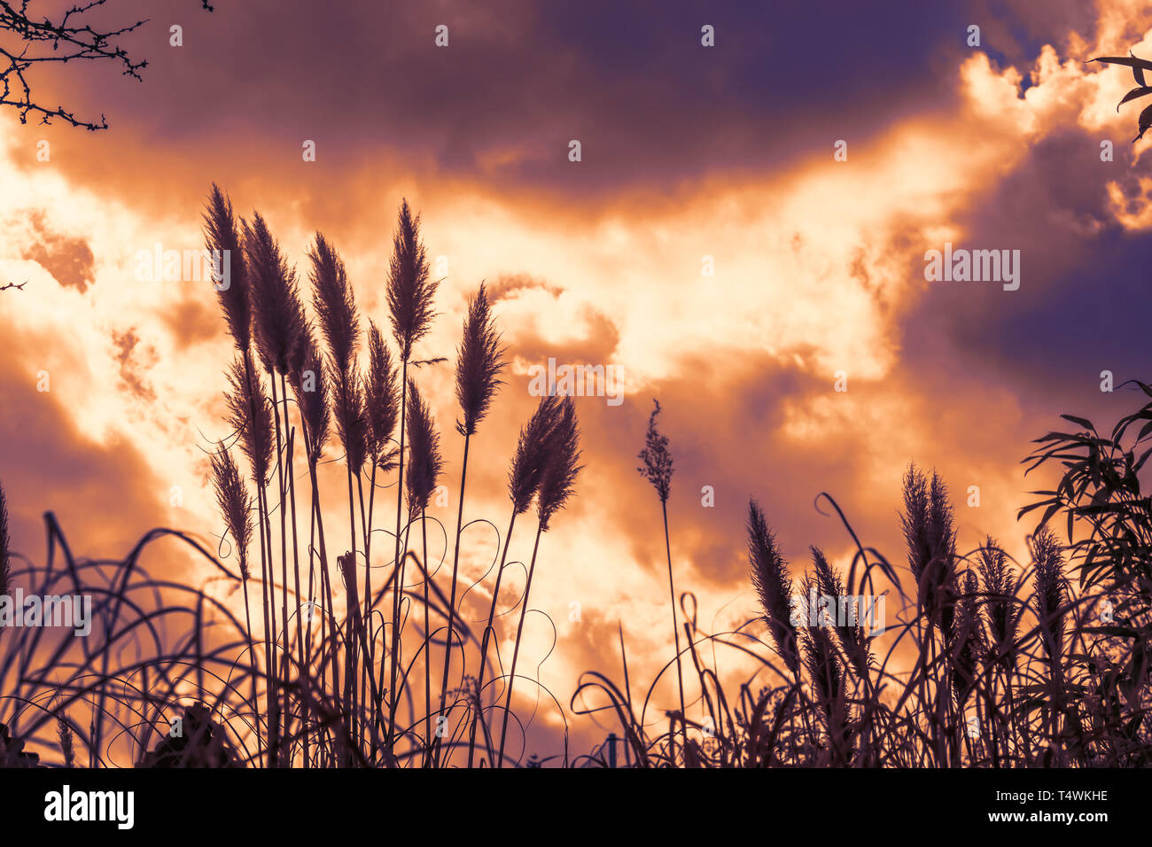 high blooming grass with a colorful and clouds, nature and agricultural ...