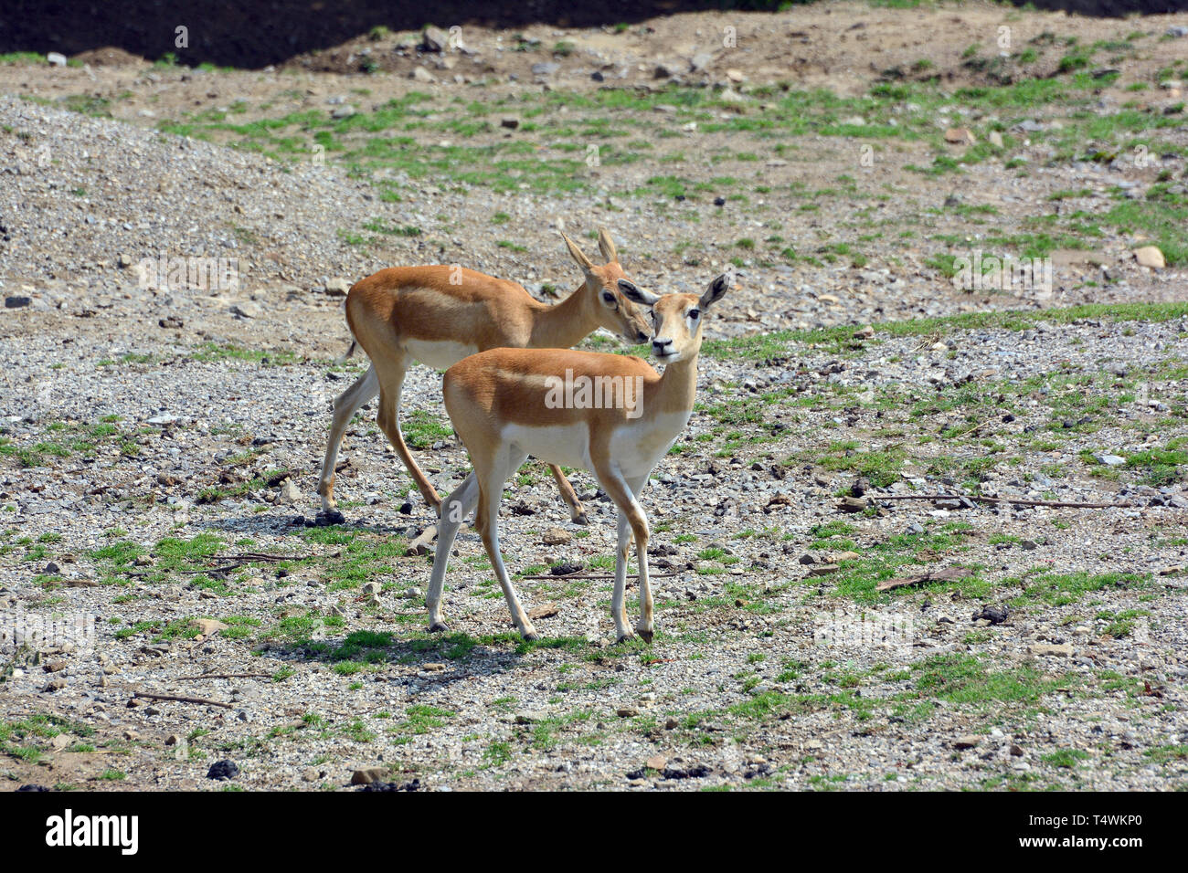 Indiai antilop hi-res stock photography and images - Alamy