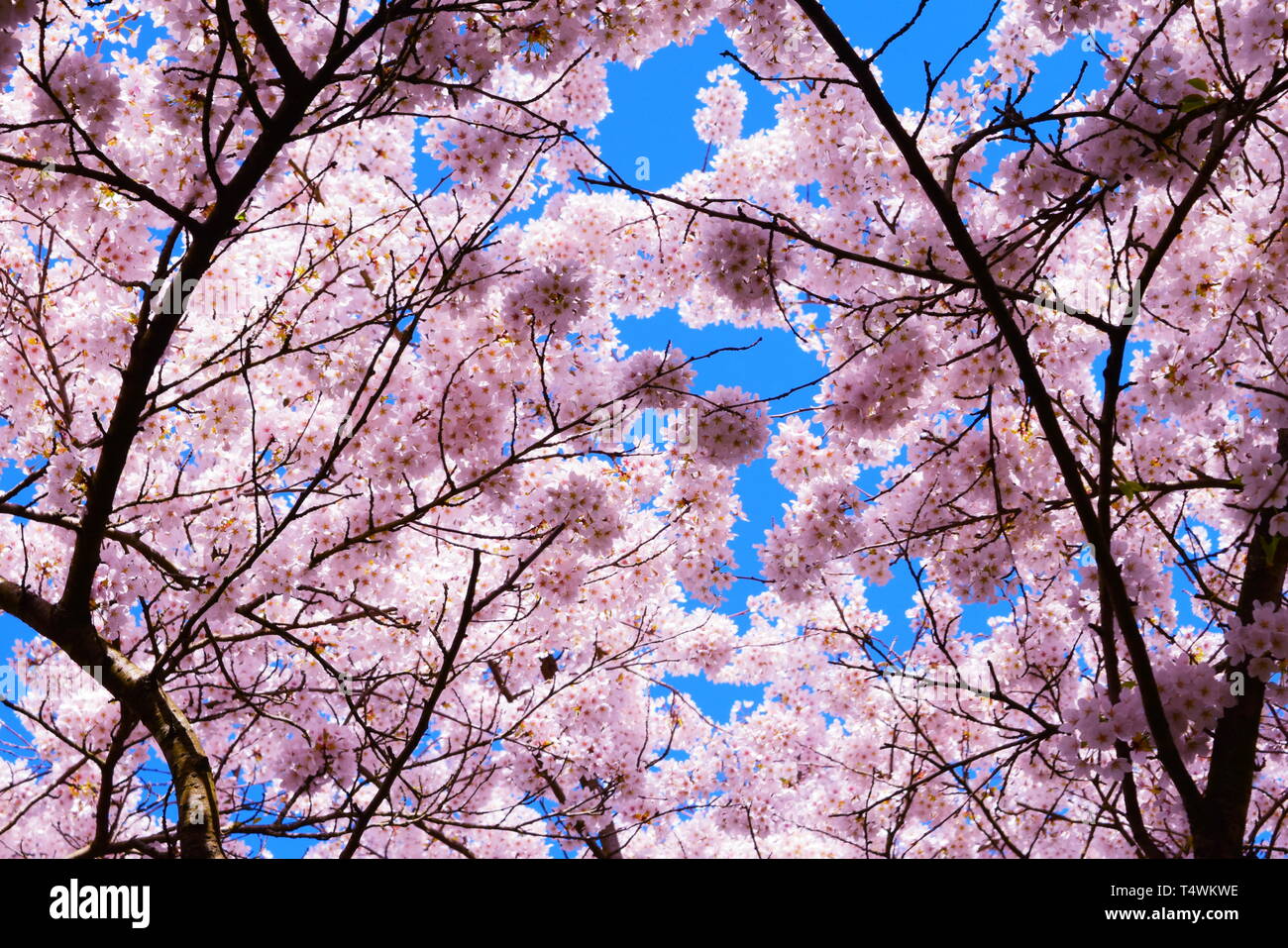 amsterdam park - cherry blossoms & blue sky.spring 2019 Stock Photo - Alamy