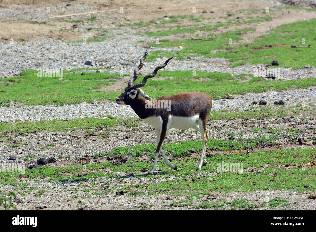 Indiai antilop hi-res stock photography and images - Alamy